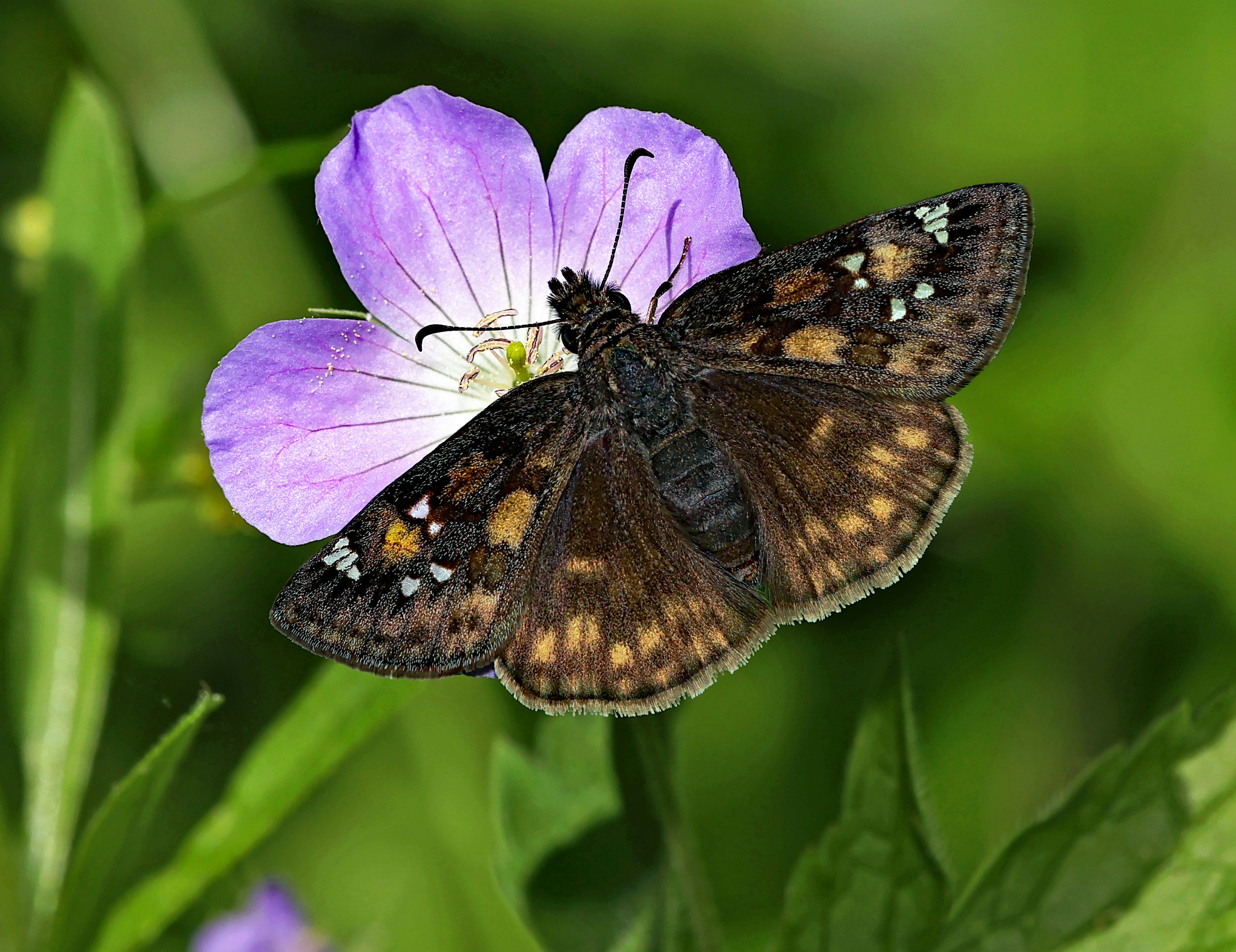 Purple Bloomed Drift: A Fringed Butterfly Resting on a Lavender Flower