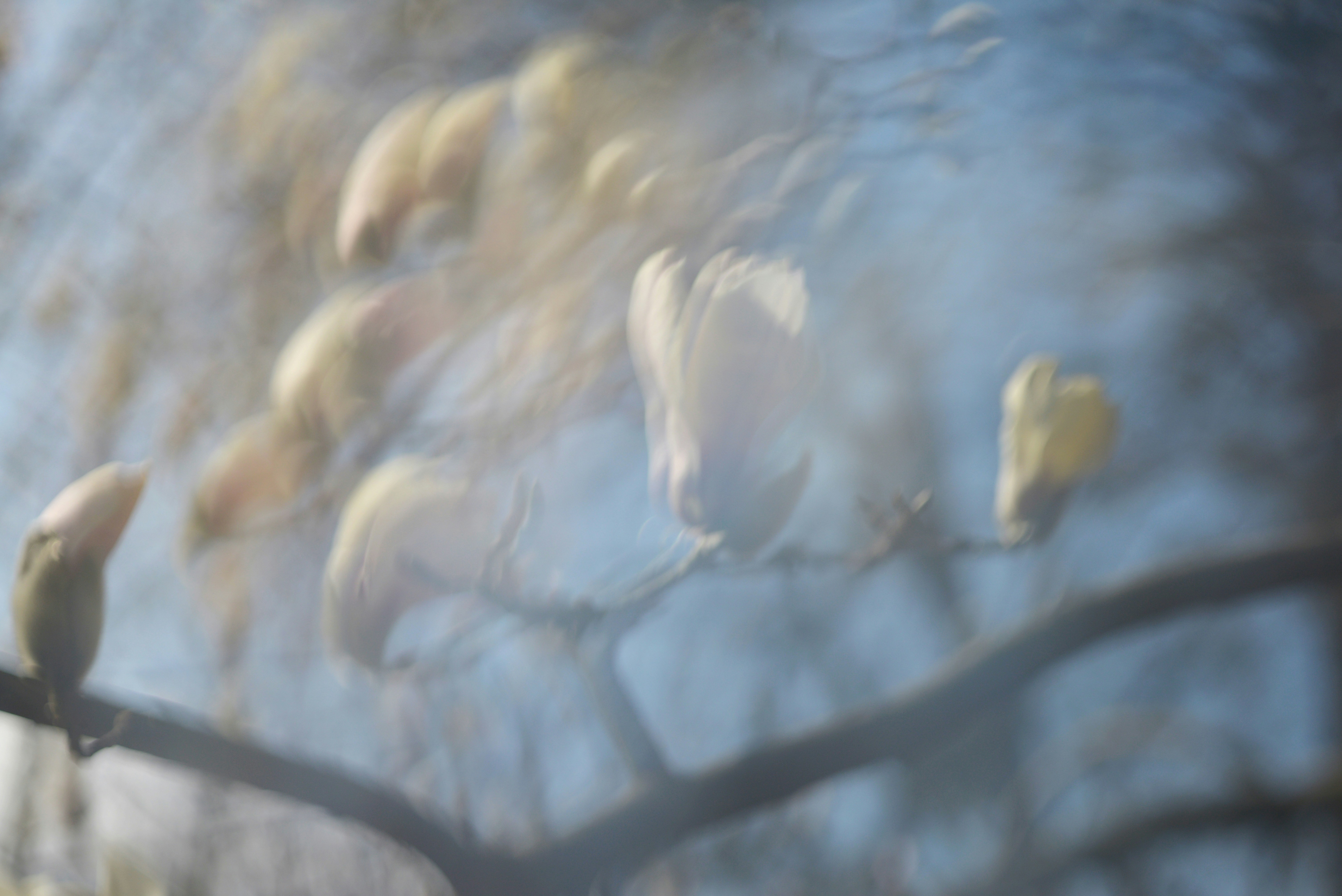 Blurred Blossom Moment: Soft Petal Strokes Through Spring Glass