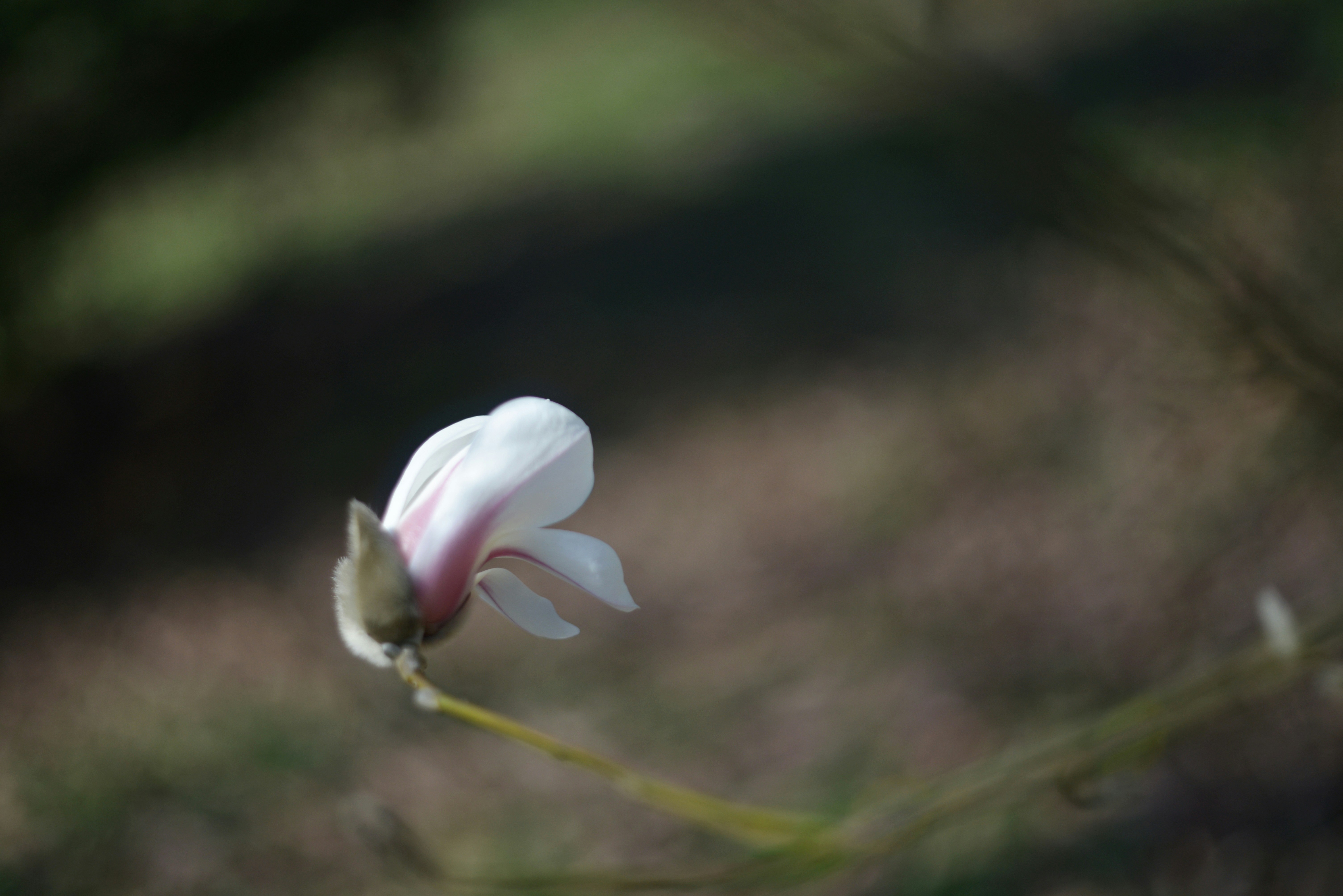 Blossom on a tender stem drifting in a shadowed field
