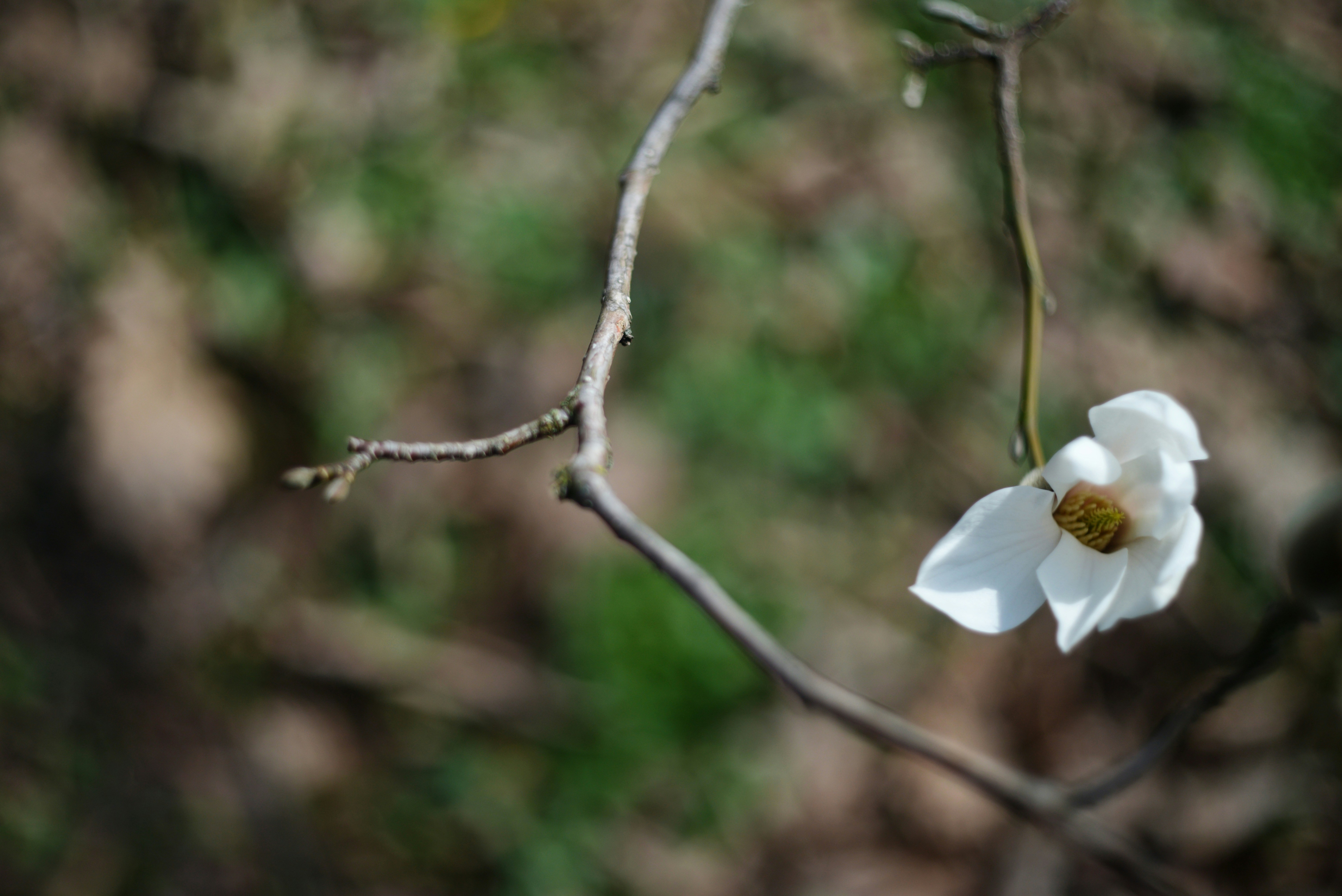 White Bloom on a Slender Twig: A Moment of Quiet Contrast