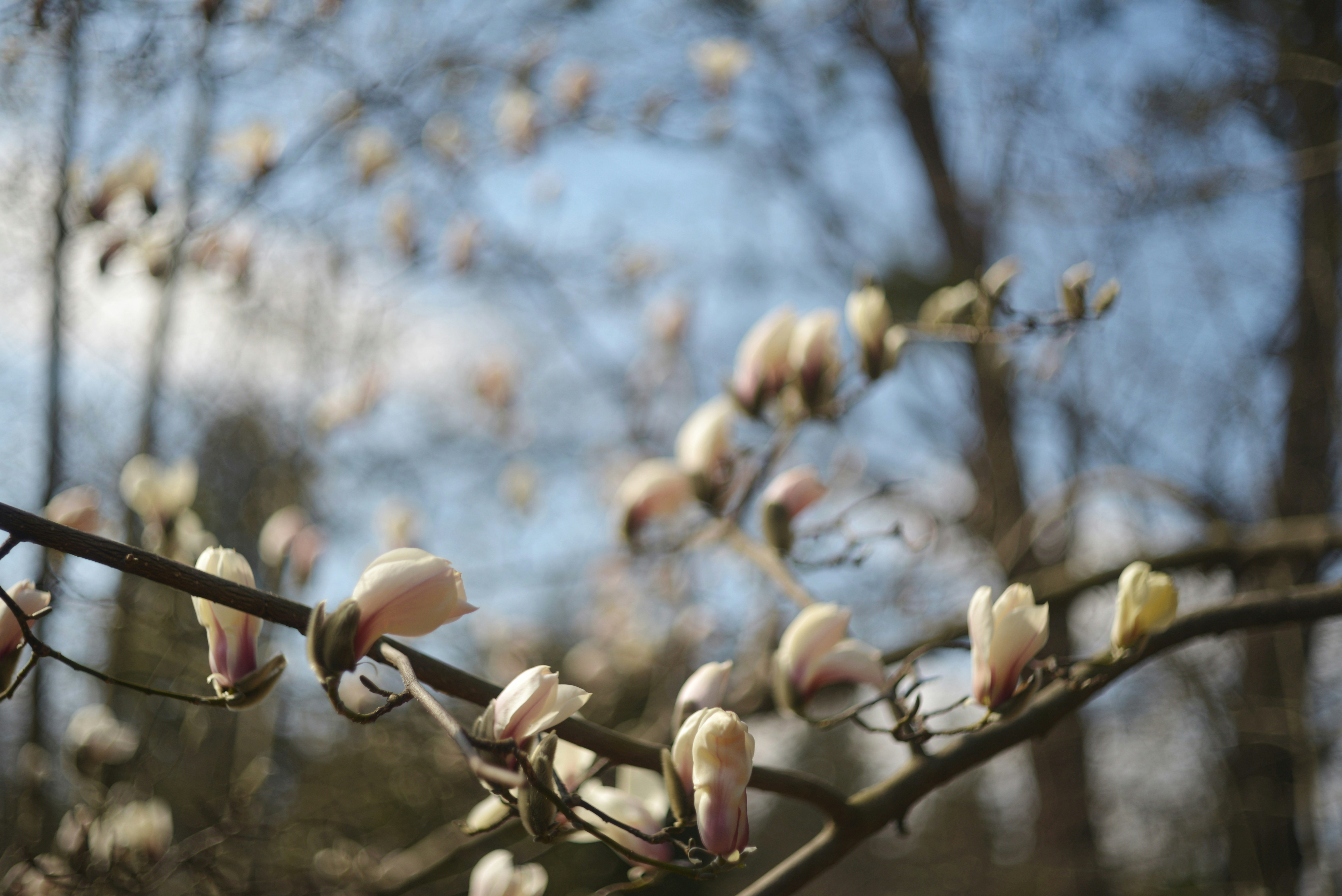 Magnolia buds on a tree branch in spring.