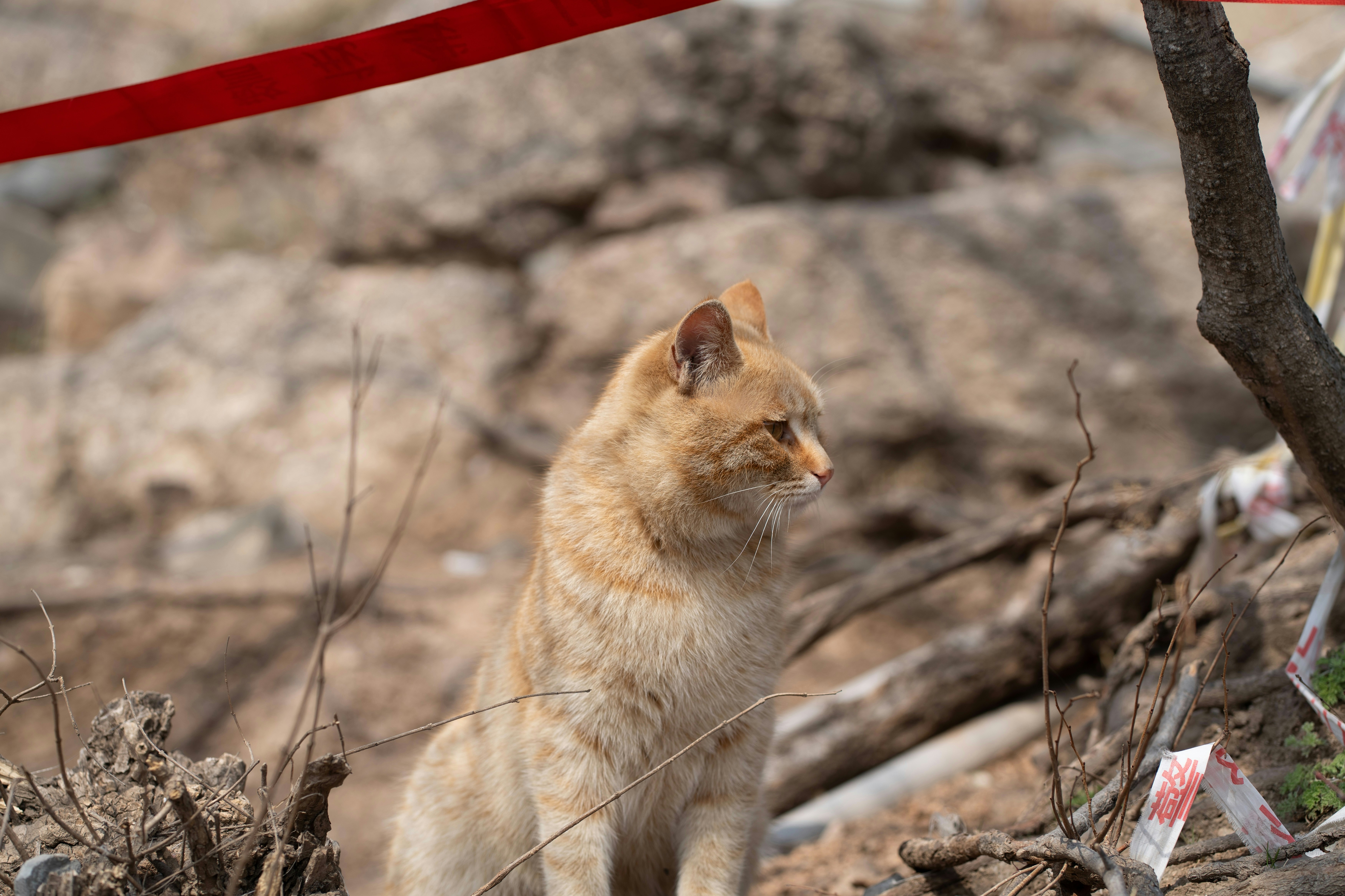 Desert Cat In Weathered Terrain
