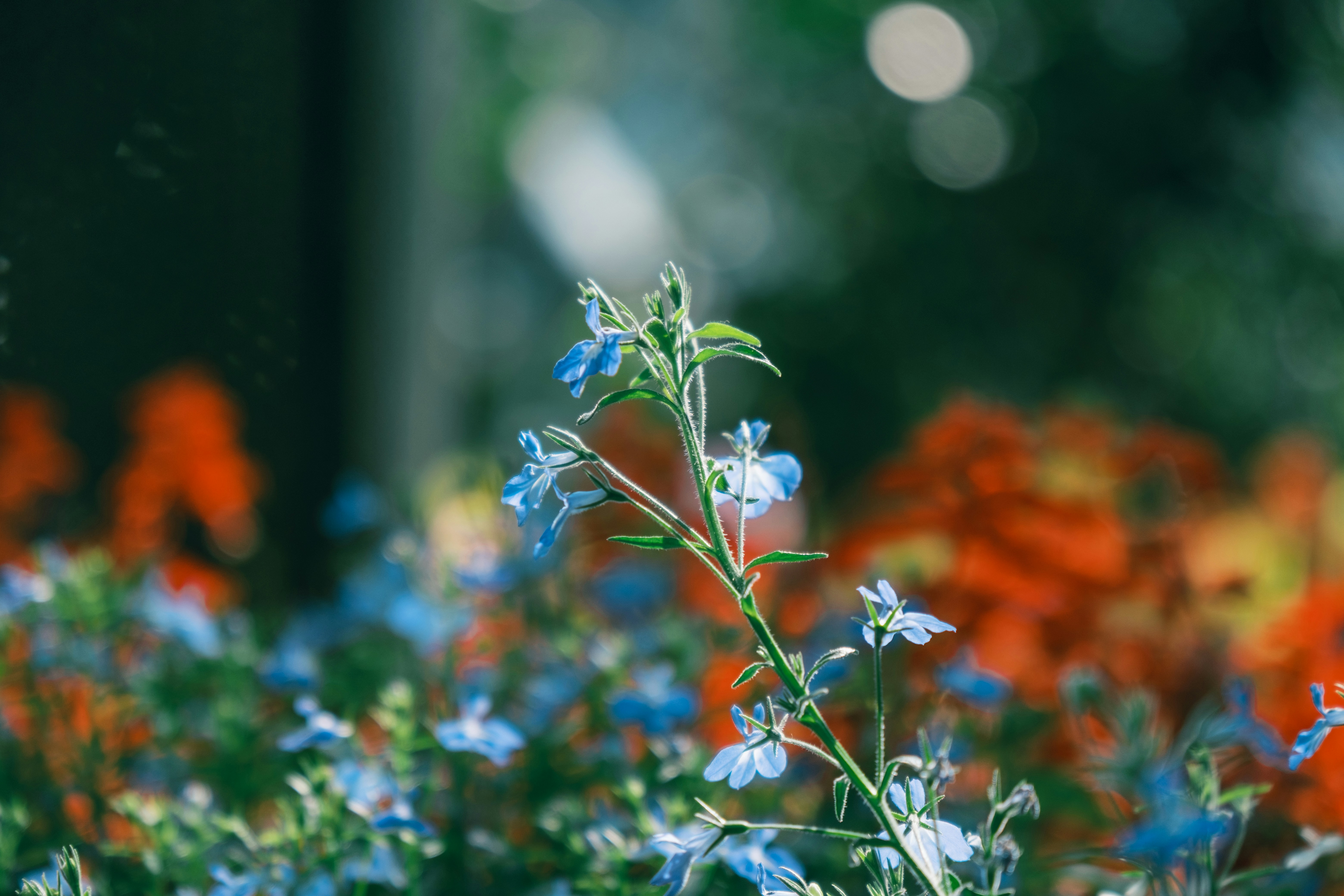 Blue Blooms Upright: A Quiet Garden Moment