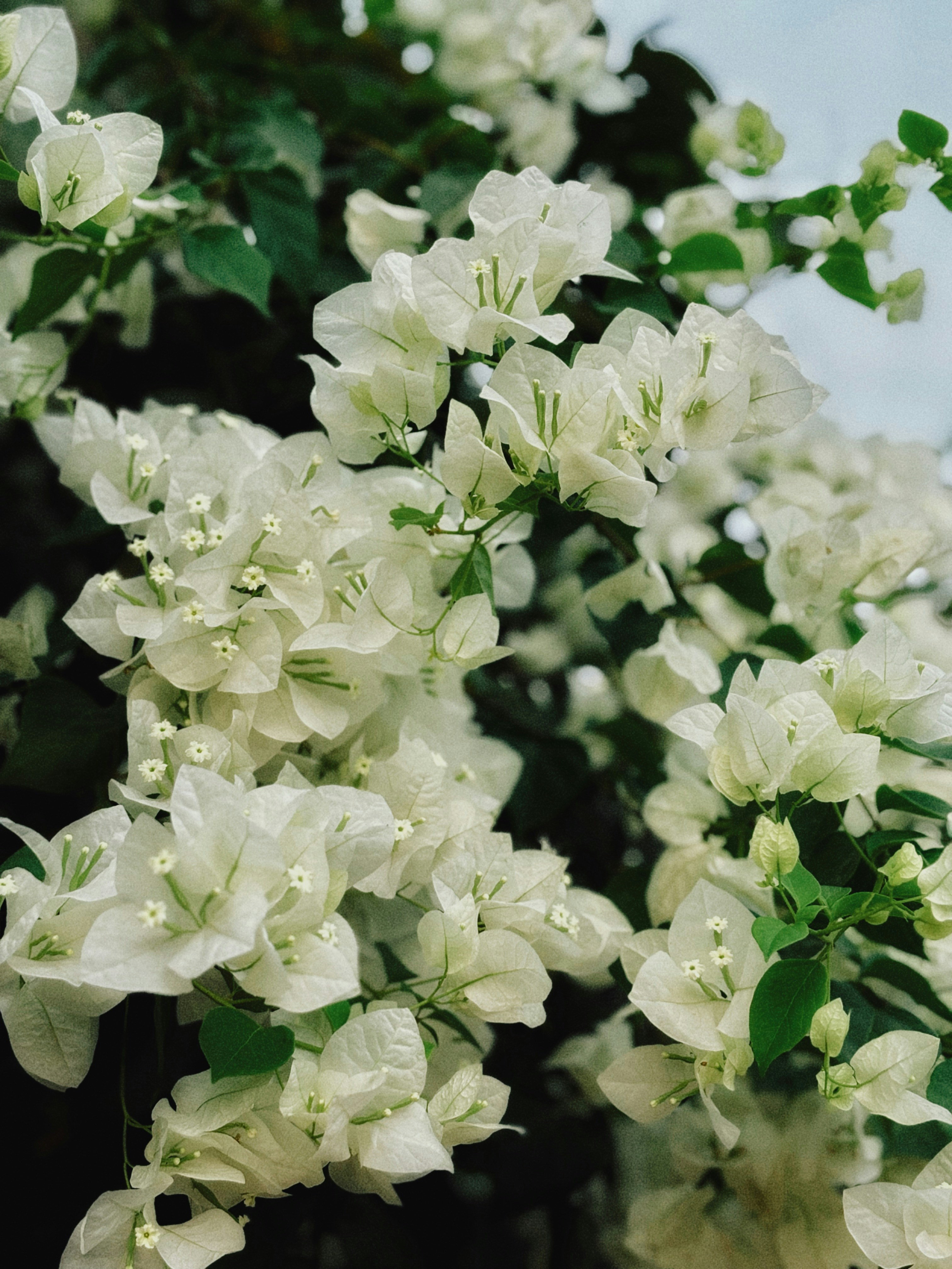 Whispers of White Blooms cascading through a shaded garden