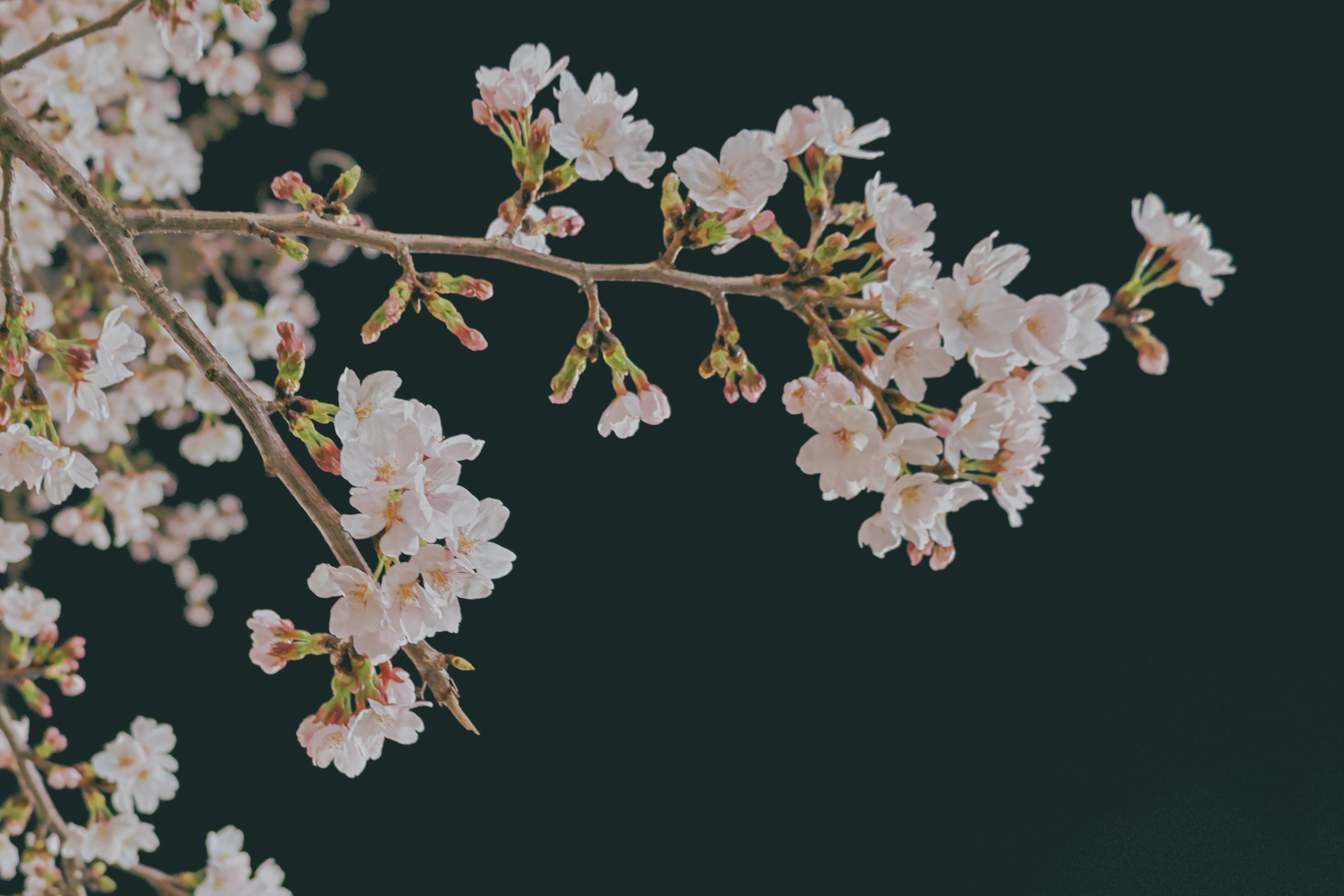 Blossoms on a Quiet Branch Against a Dark Canvas