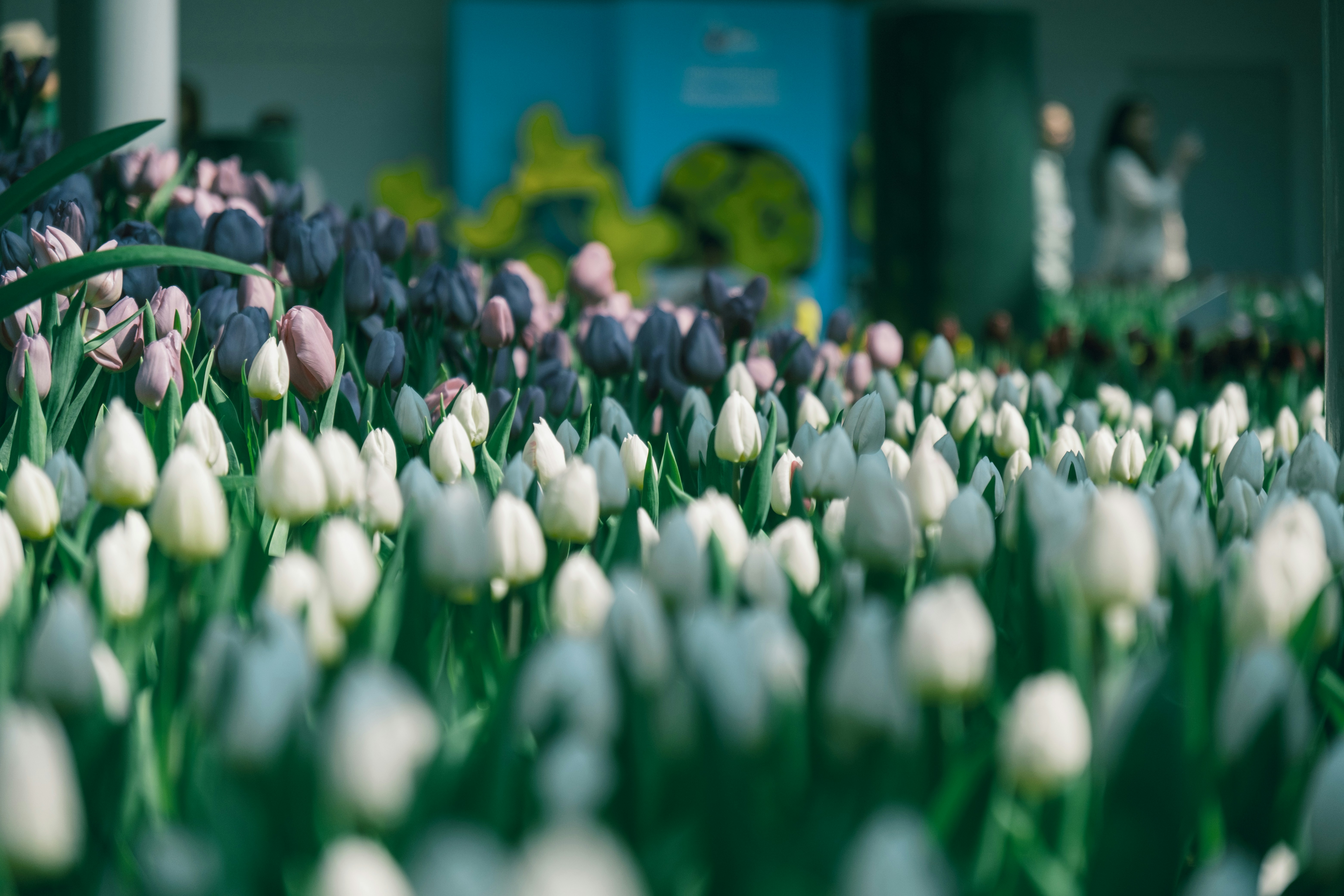 Whispering White Tulips at the Edge of a Blooming Exhibition