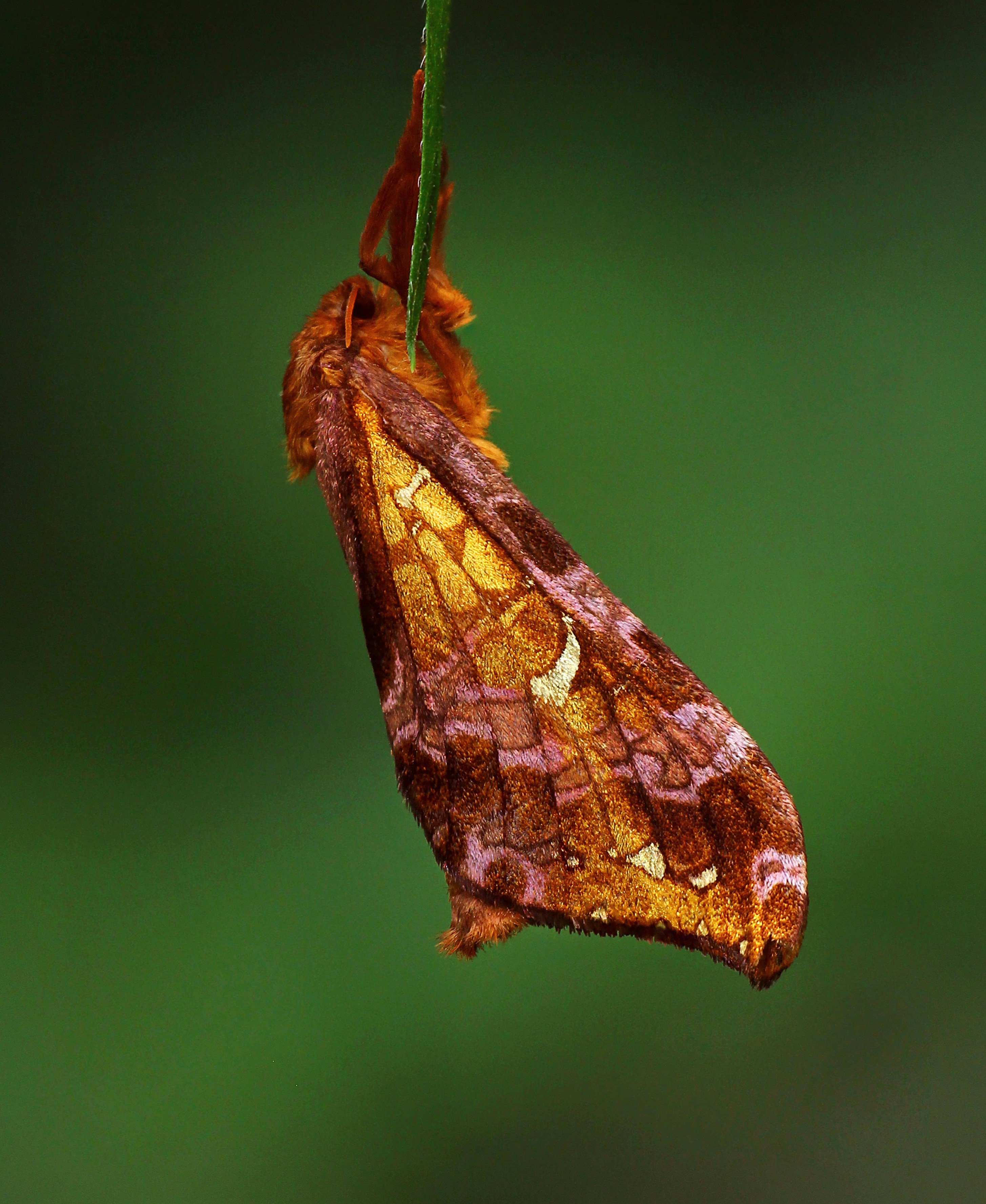 Amber Mosaic: A Moth Clings to a Hanging Stem