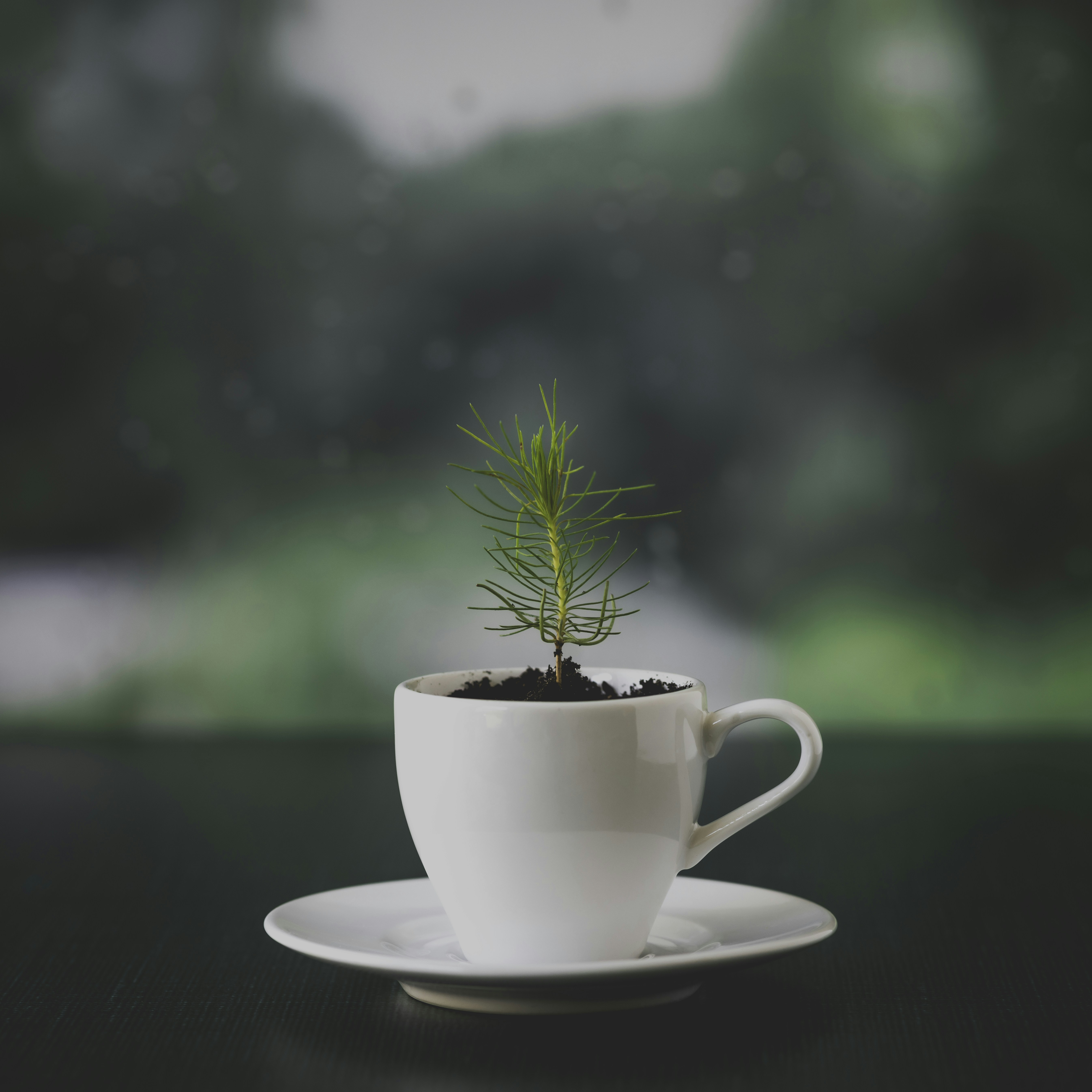 Tiny Sprout in a White Cup: A Delicate Green Arrow of Life