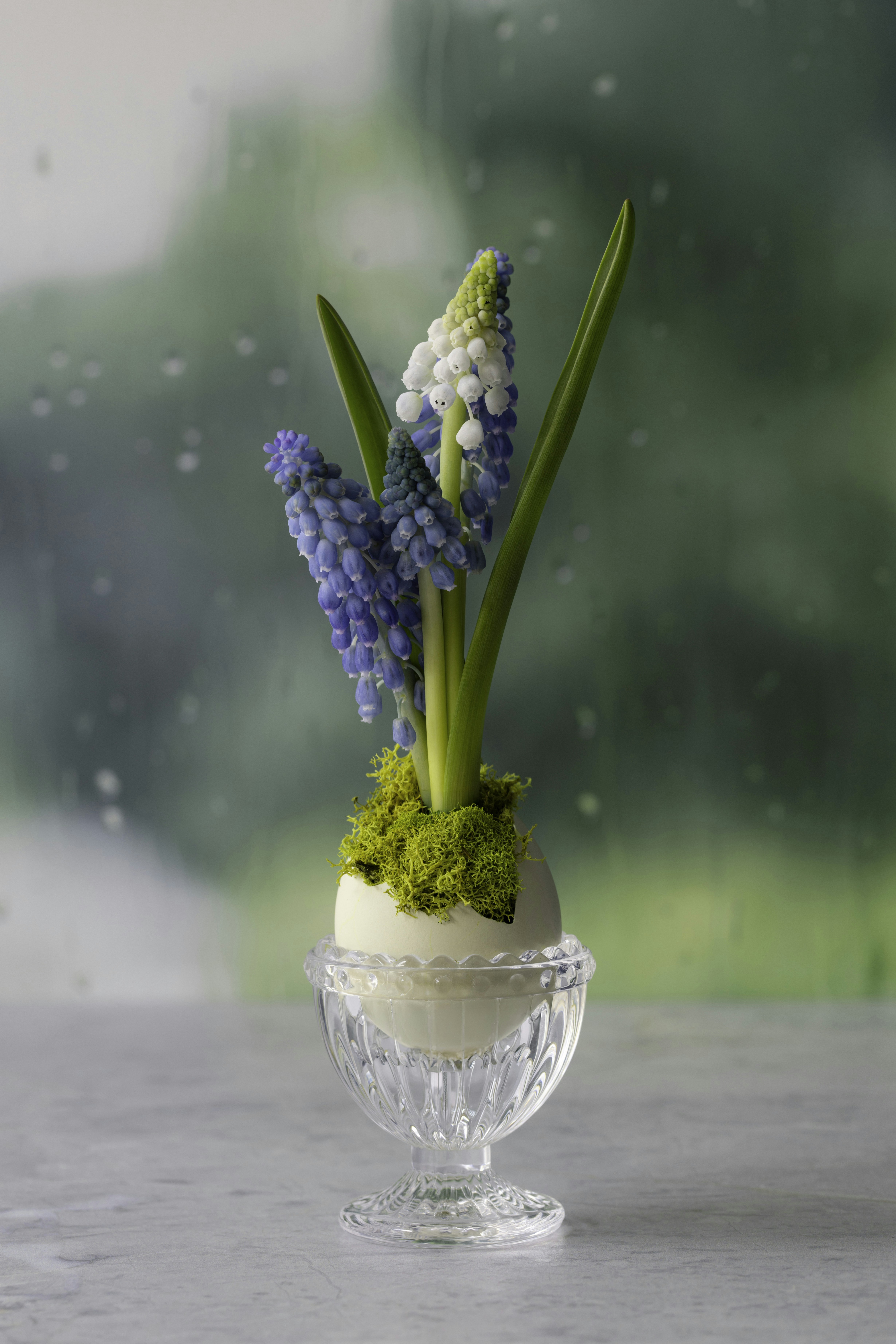 Mossy Eggscape: Lilies in a Glass Vessel Adorn a Rain-Kissed Window