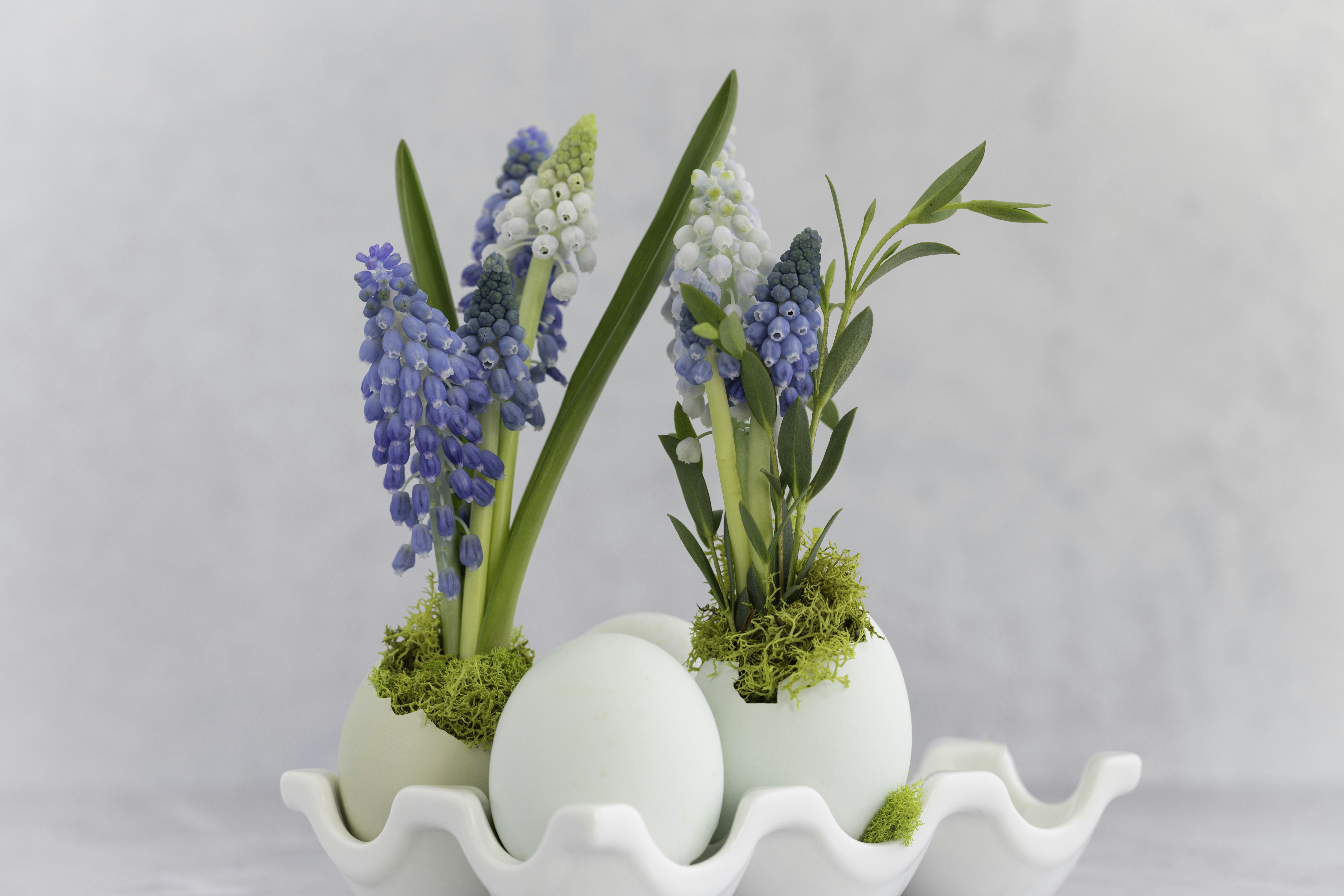 Vivid Easterly Duo: Blossoms in an Egg cradle