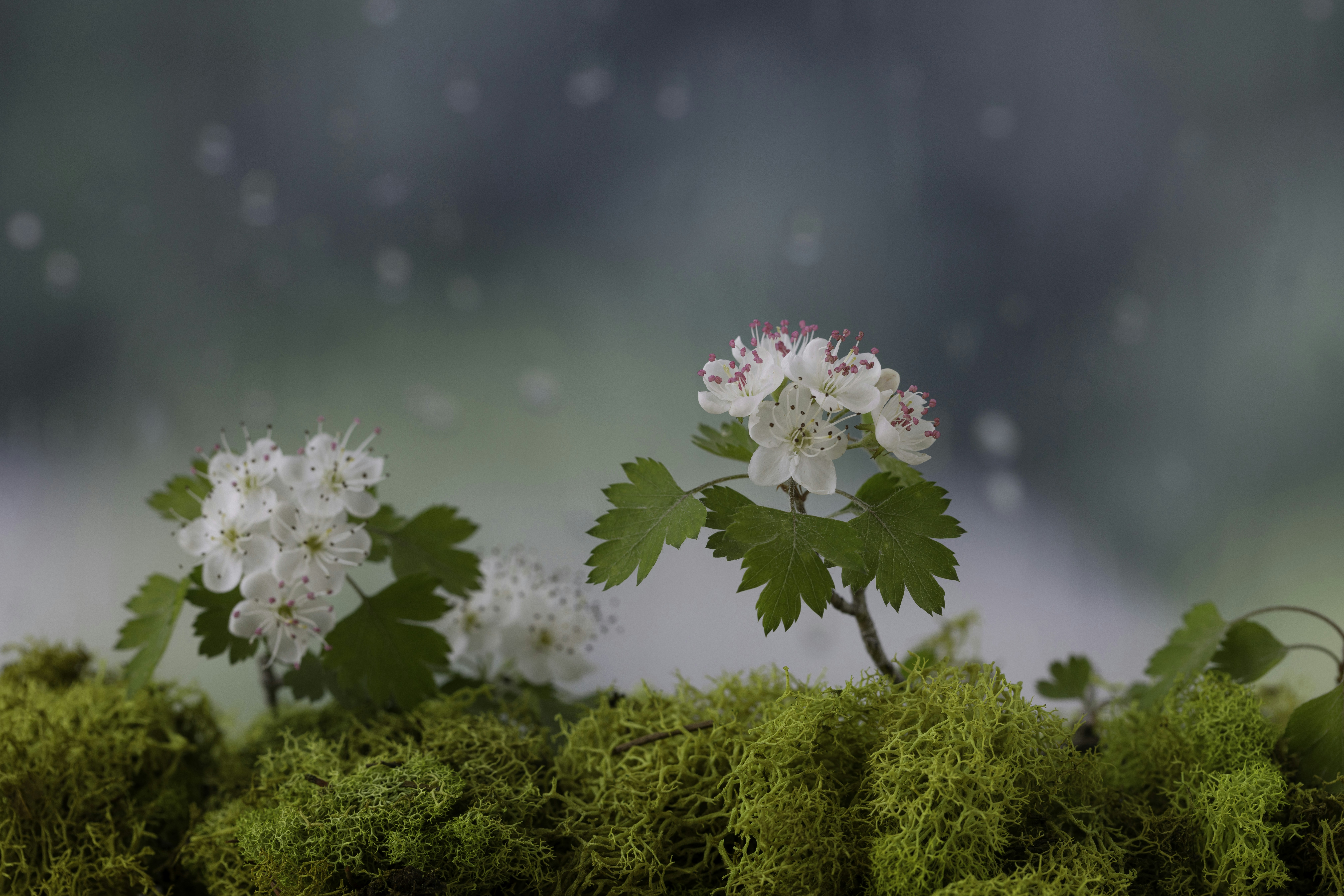 Blooming Moss and White-Pink Petals on a Mossy Crest