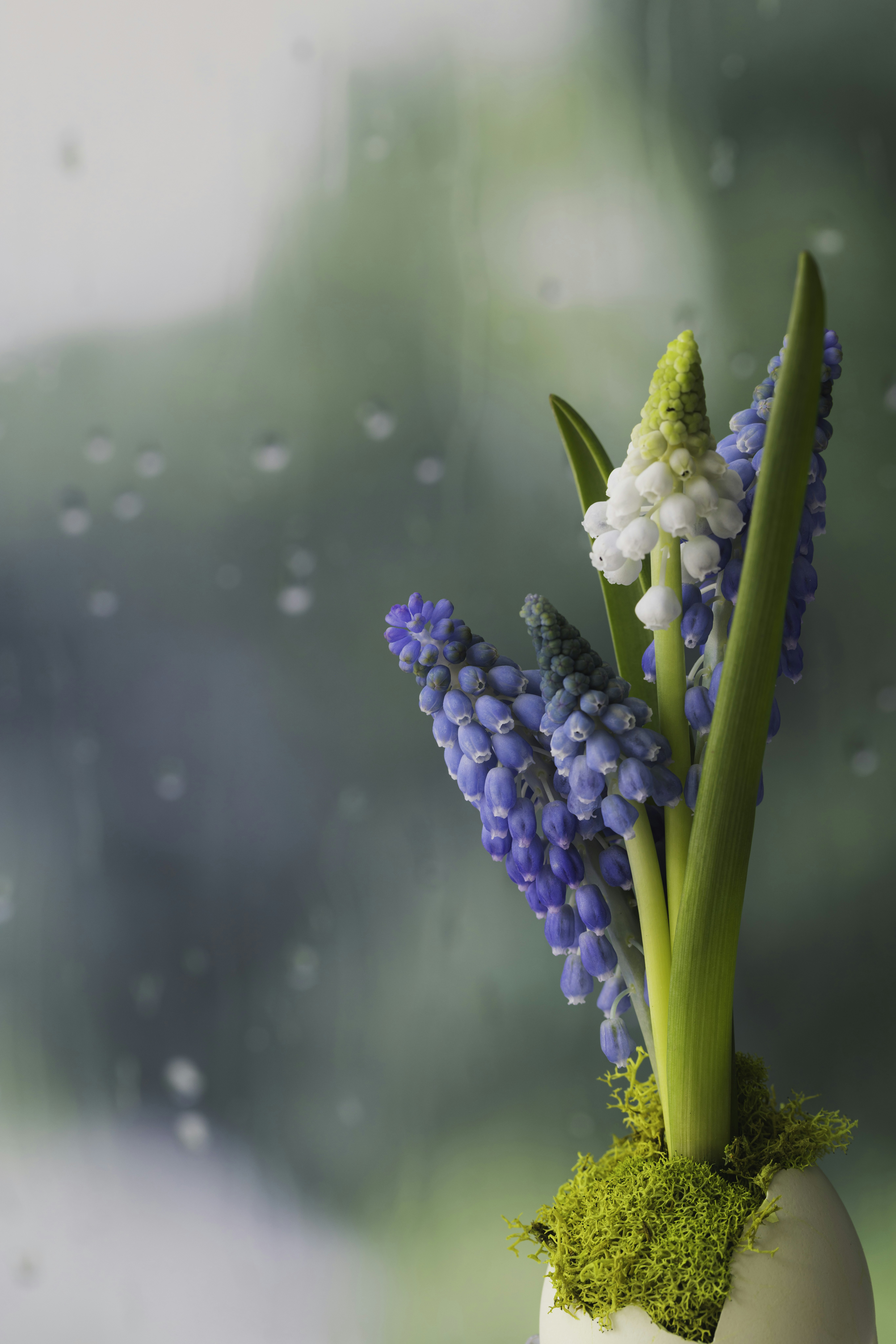 Bluebells in Focus: A Fresh Bloom Against Glassy Green Backdrop