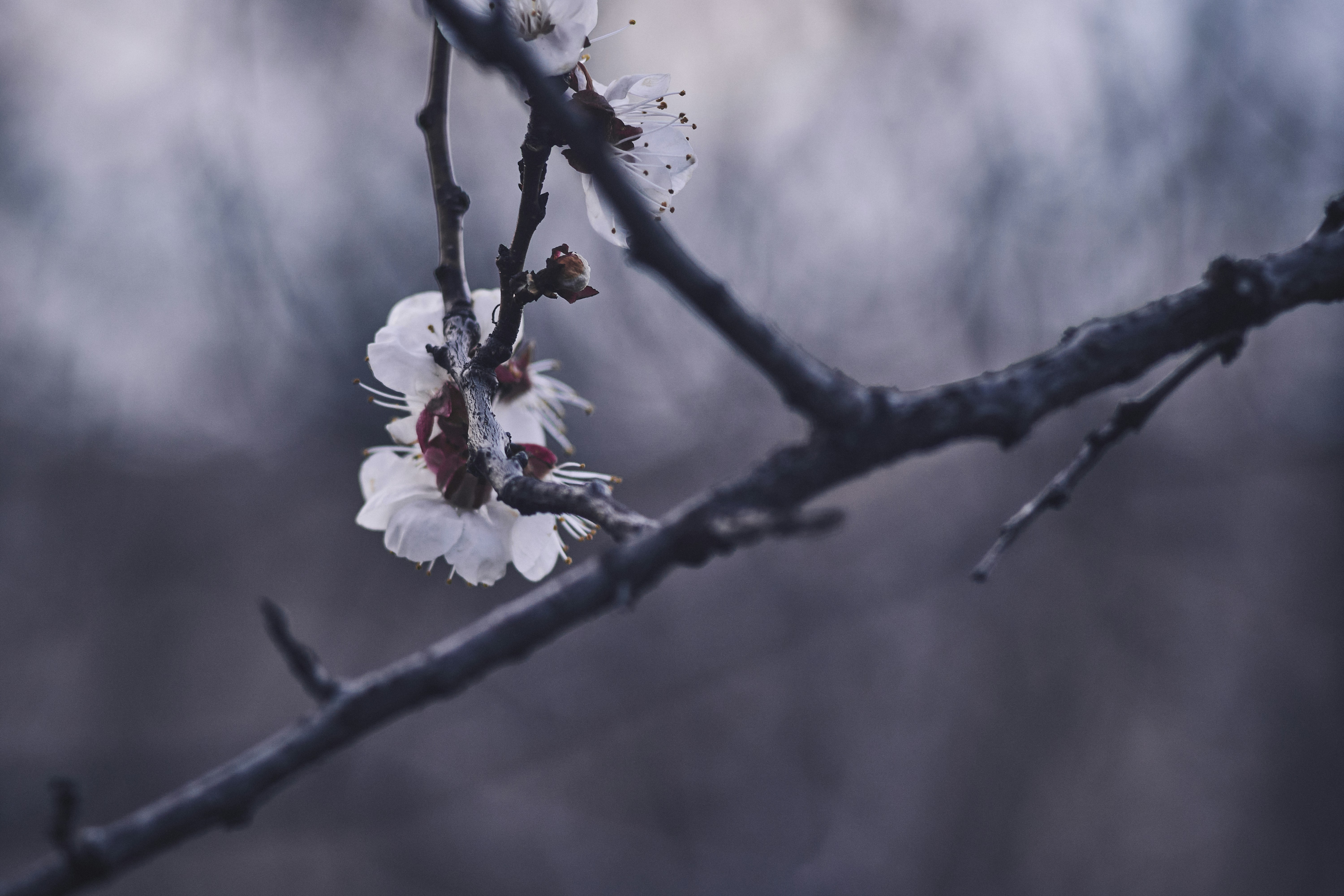 Whispering Blossoms in a Cool Evening