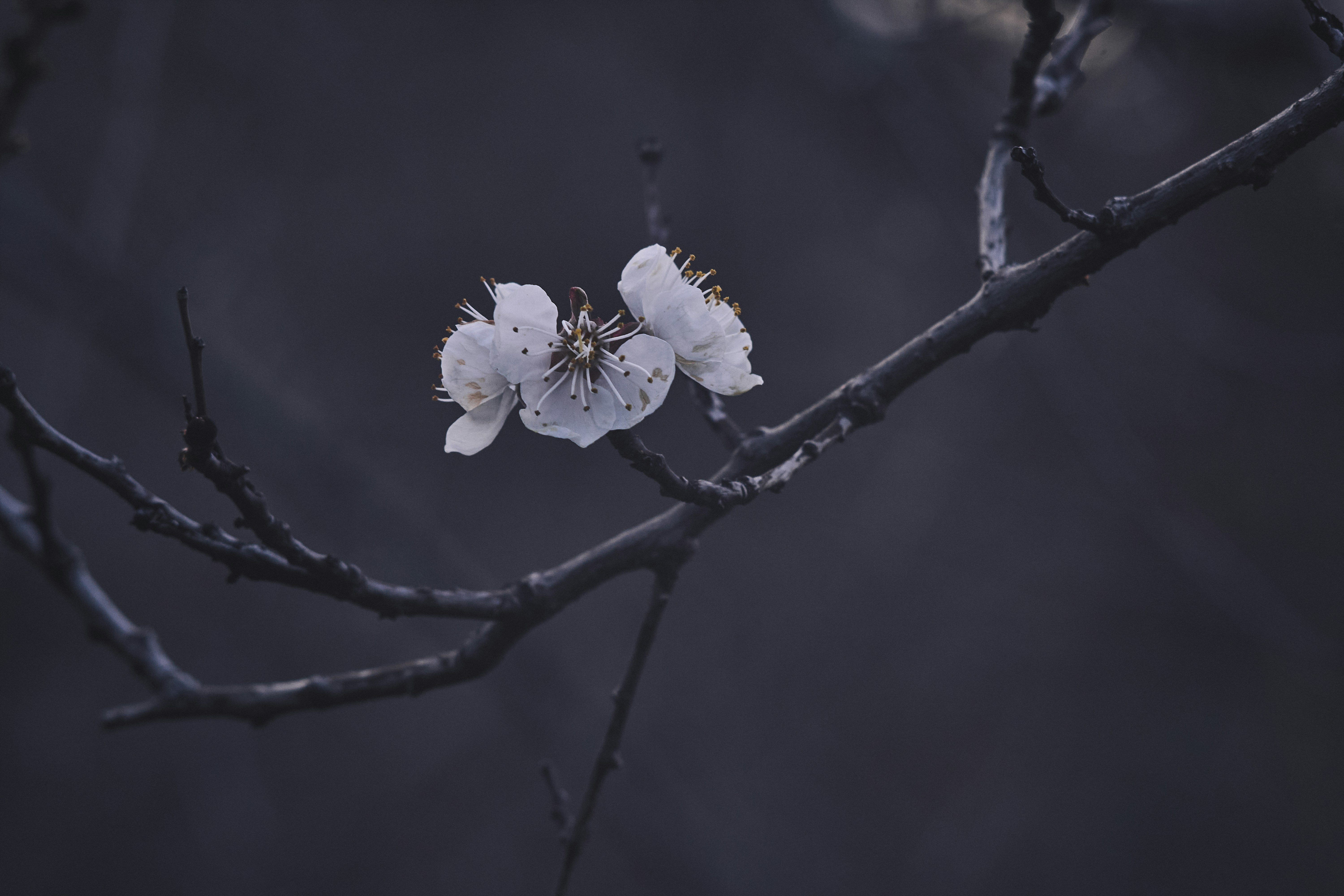 Winter Bloom on a Silent Branch