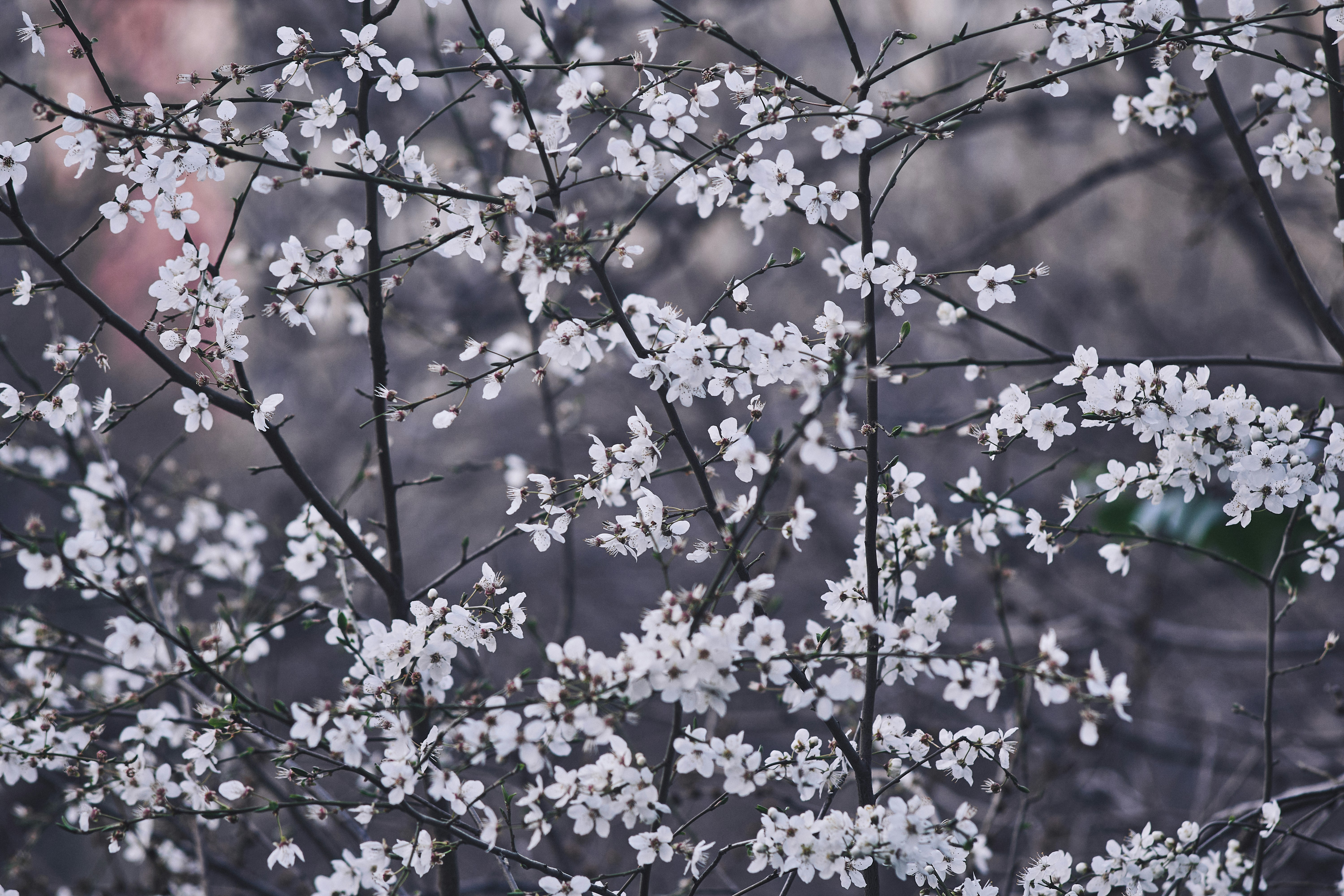  blossoms in a quiet haze of spring