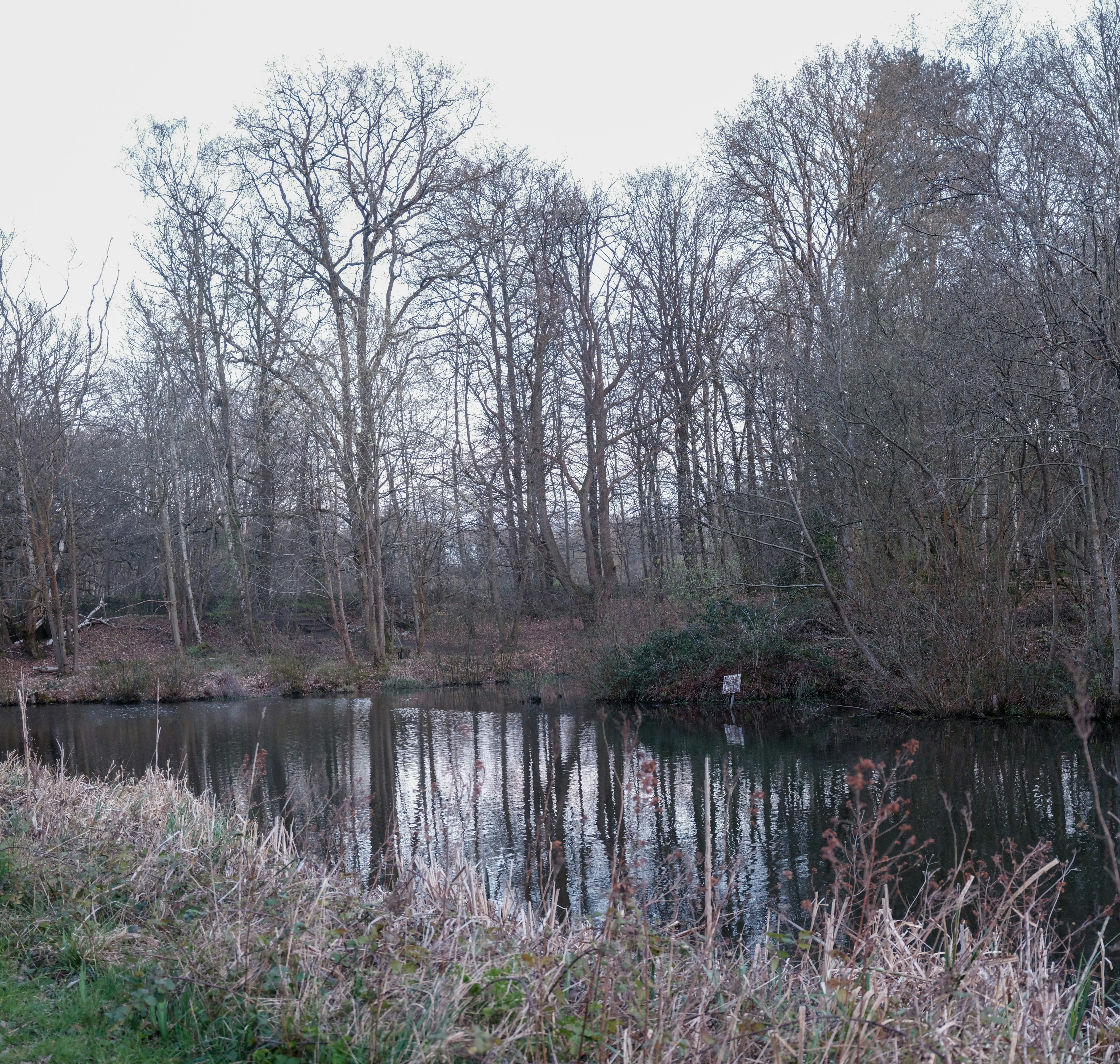 Edge of Stillness: Riverbank Veil Between Trees