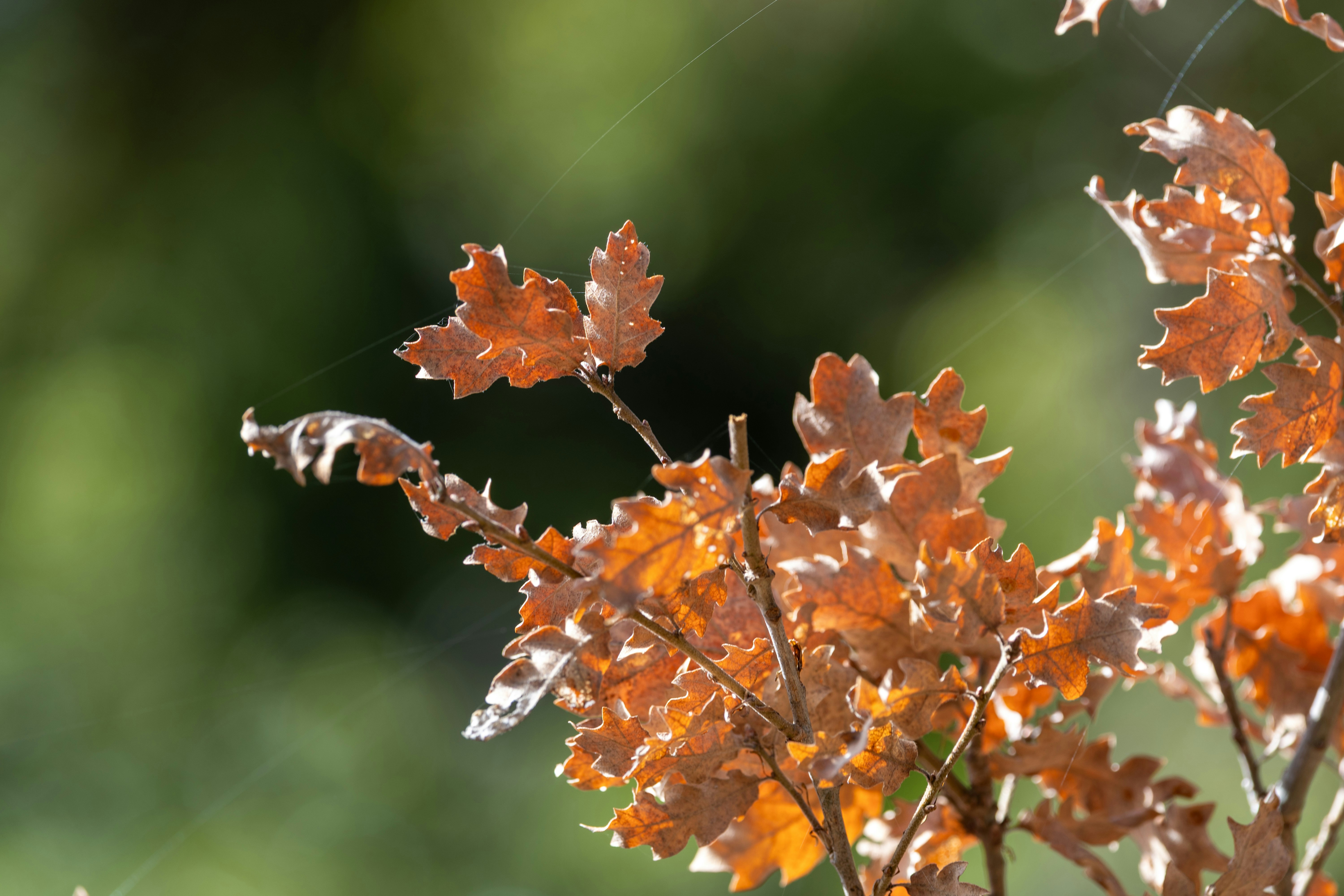 Autumn Leaves in Focus: Amber Oaks against a Soft Green Backdrop