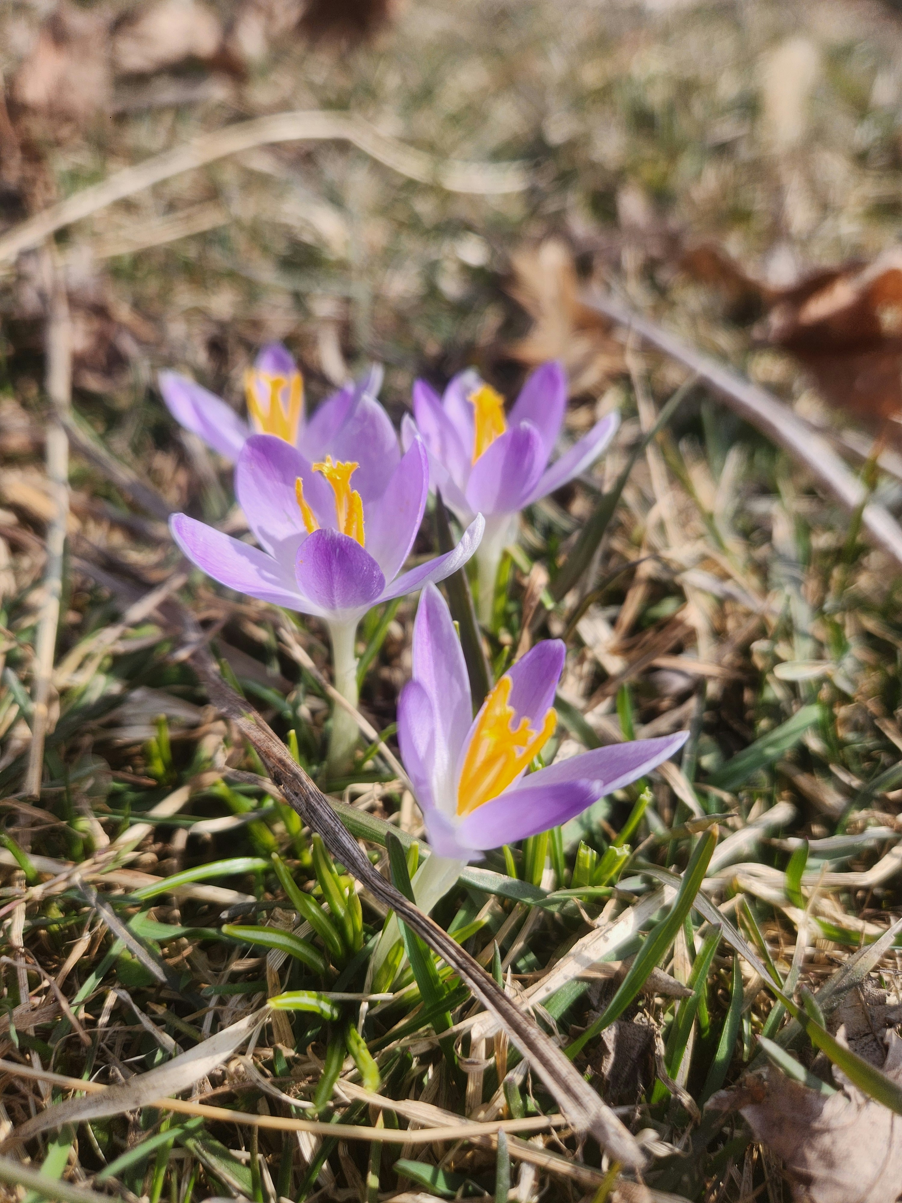 Purple crocus bloom breaking through dried grass