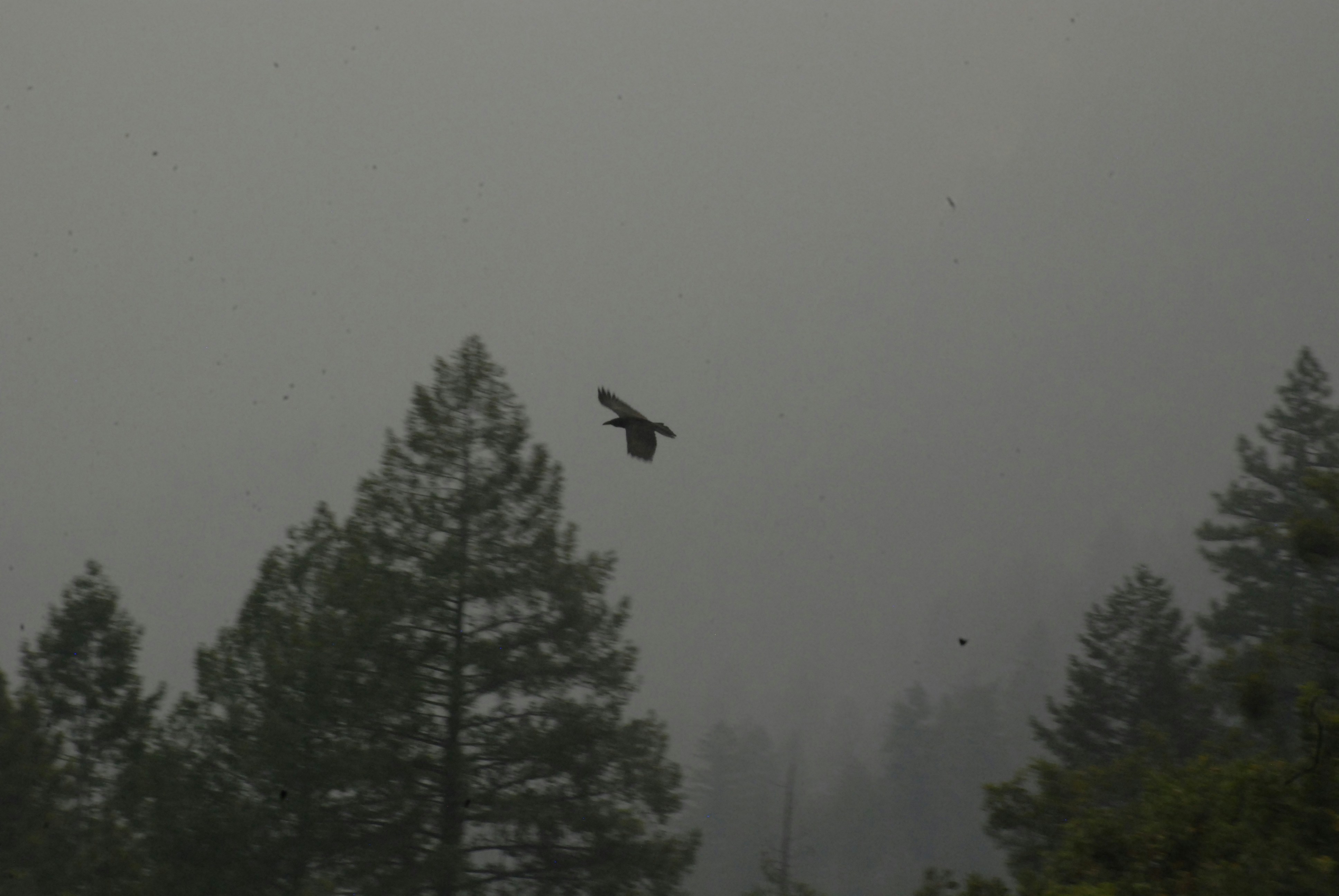 Soaring silhouette above a misty pine forest