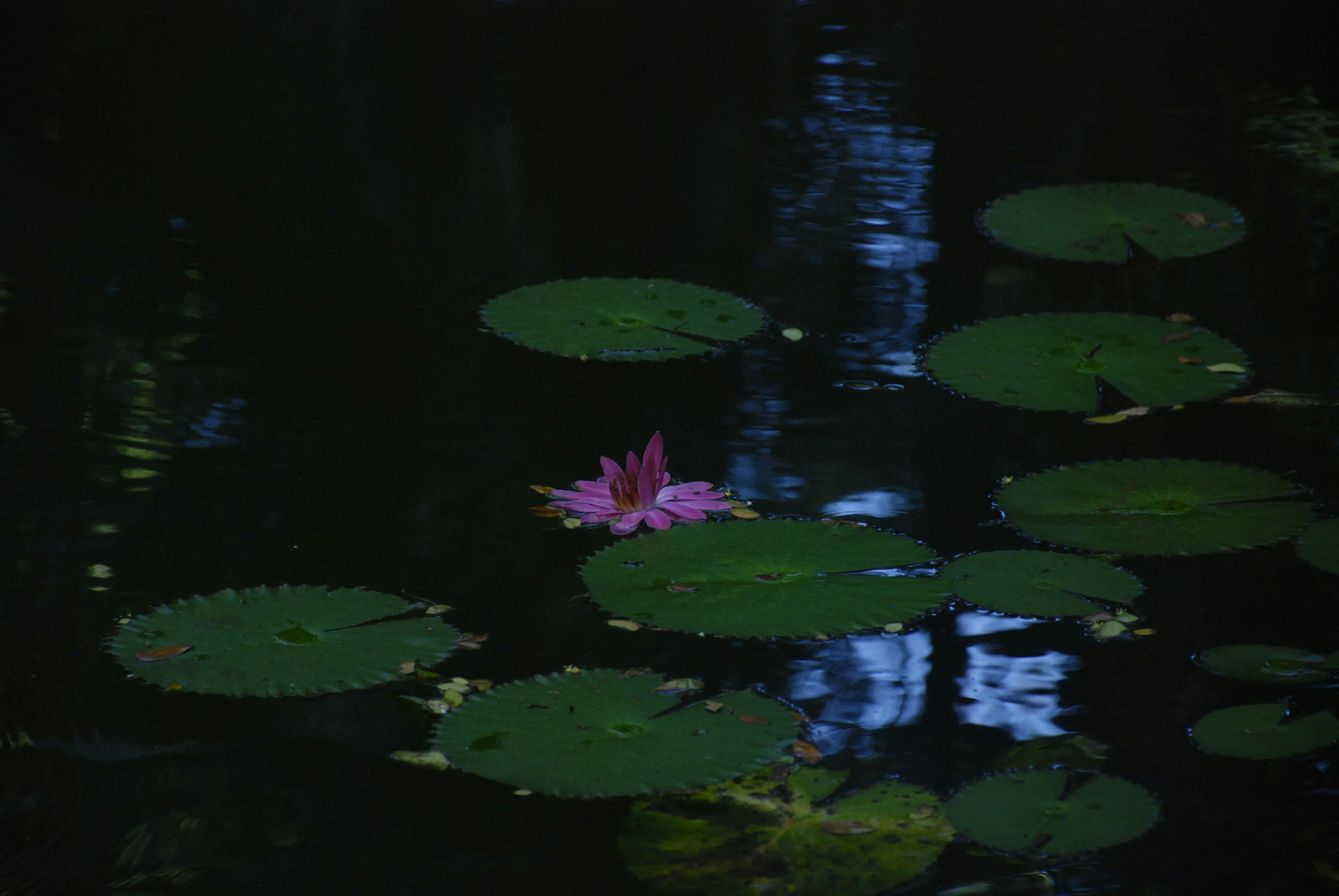 Lily Pad Spotlight: A Pink Bloom Amid Quiet Reflections
