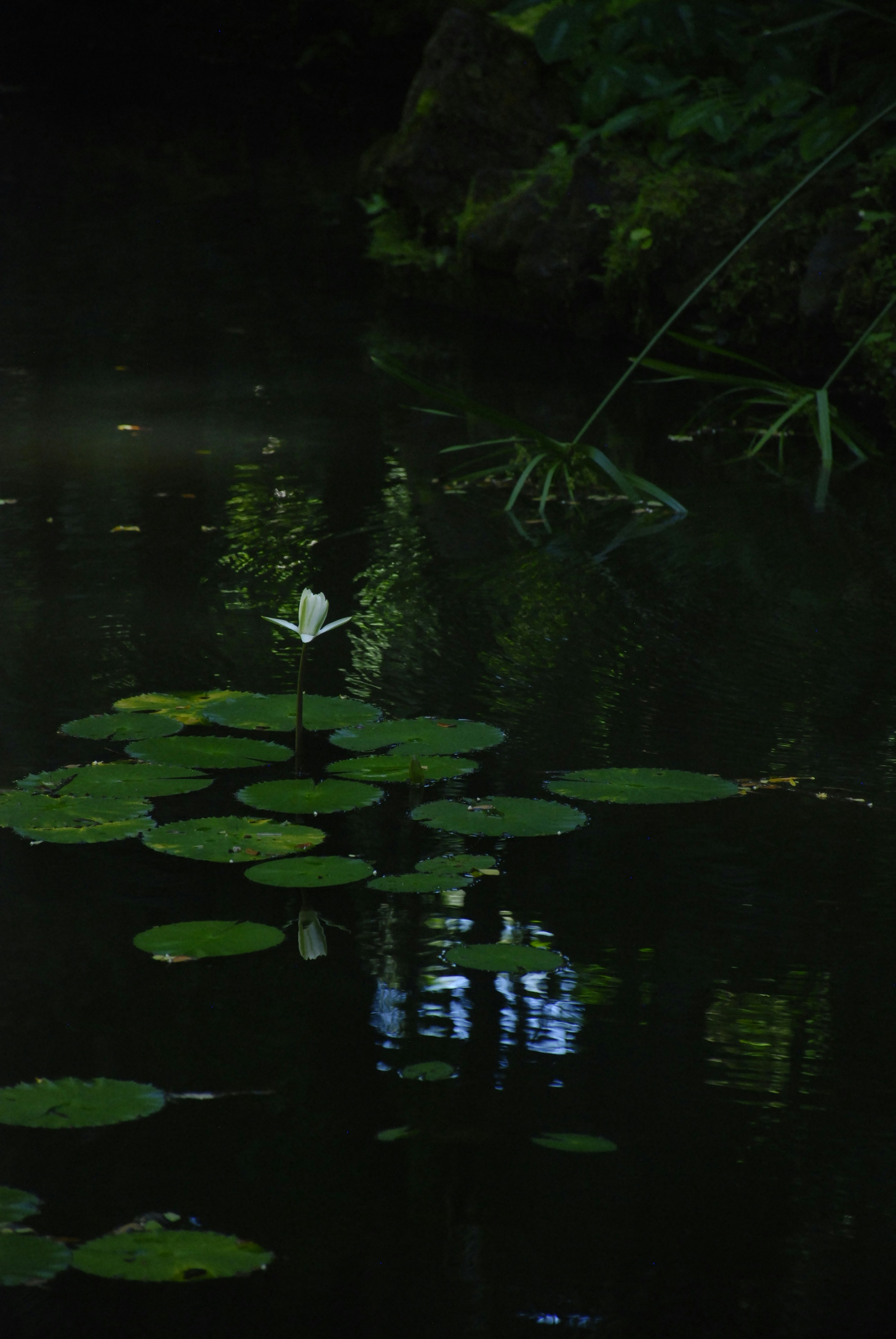Moonlit Lily on Quiet Water