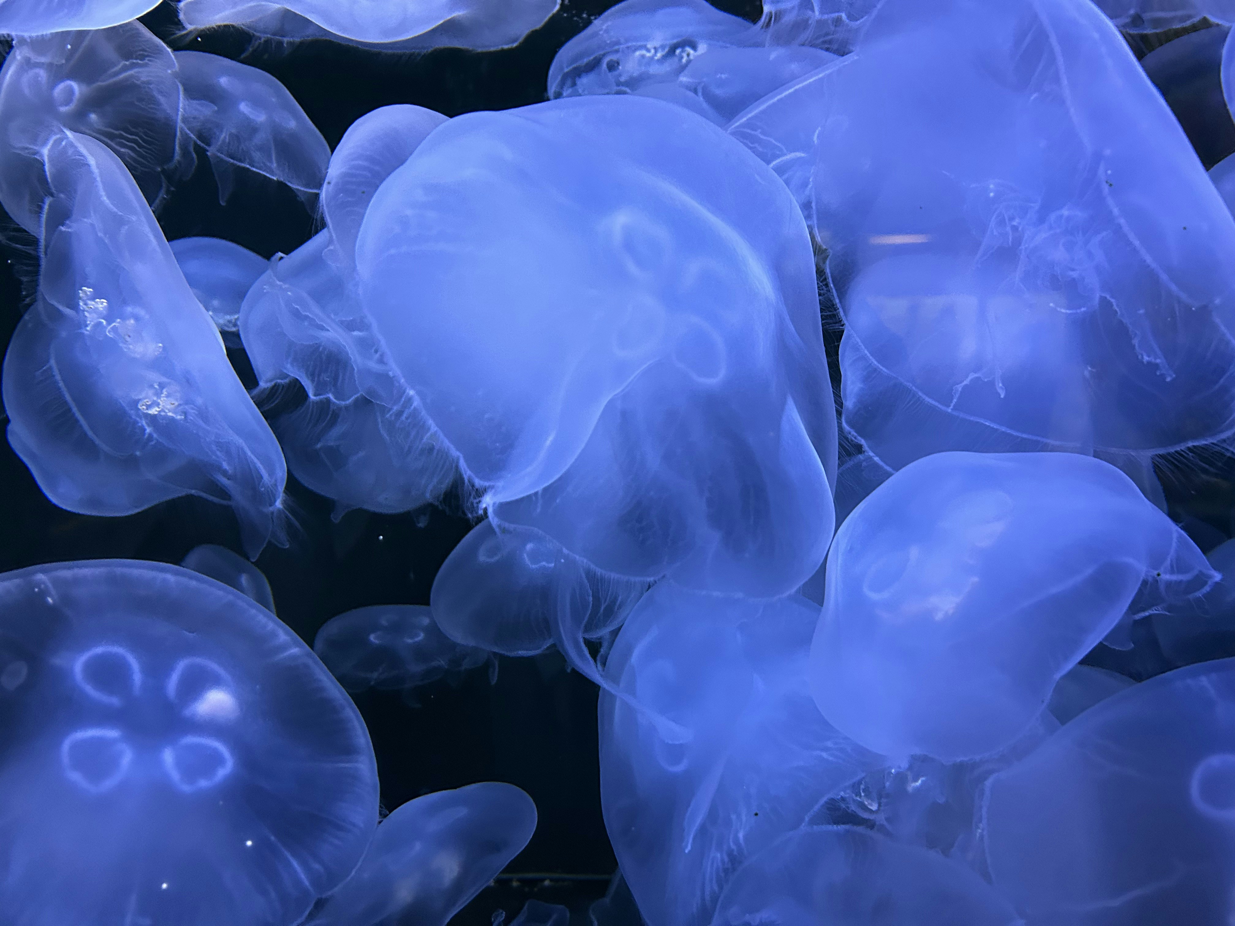 Bioluminescent Drift: A Milky Parade of Gelatinous Blues
