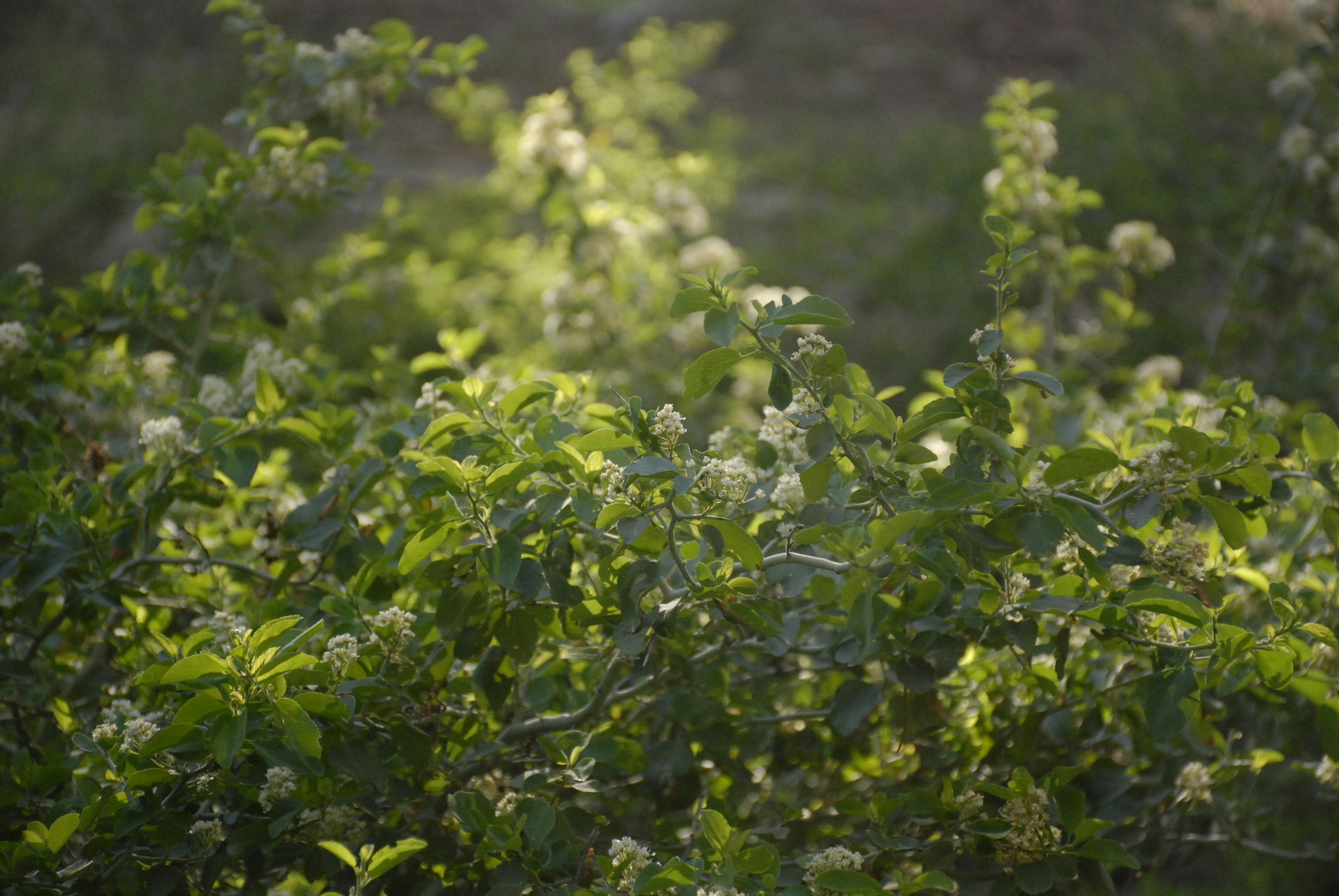 Sunlit Green Mosaic: Quiet Bloom in a Backlit Hedge