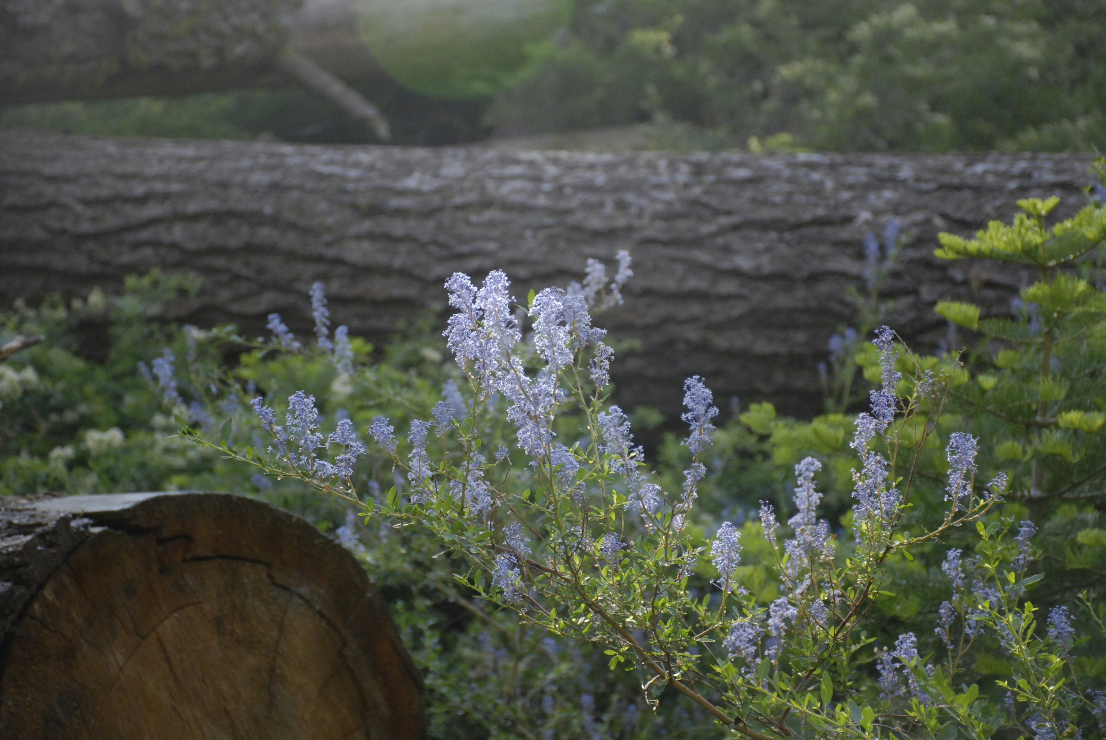 Purple Wildflowers Resting Against a Weathered Log