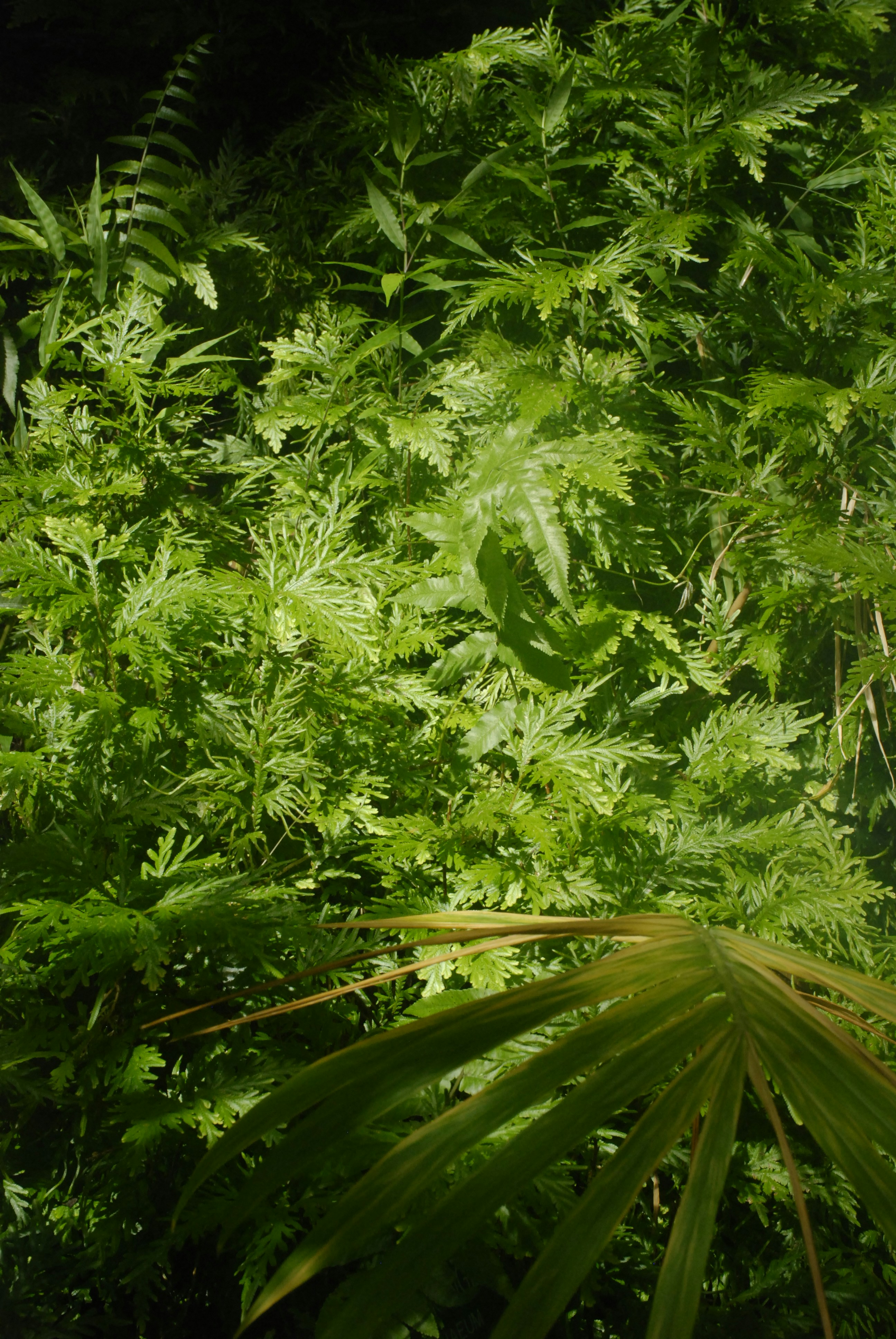 Sunlit Ferns and Palm Fronds in a Quiet Green Understory