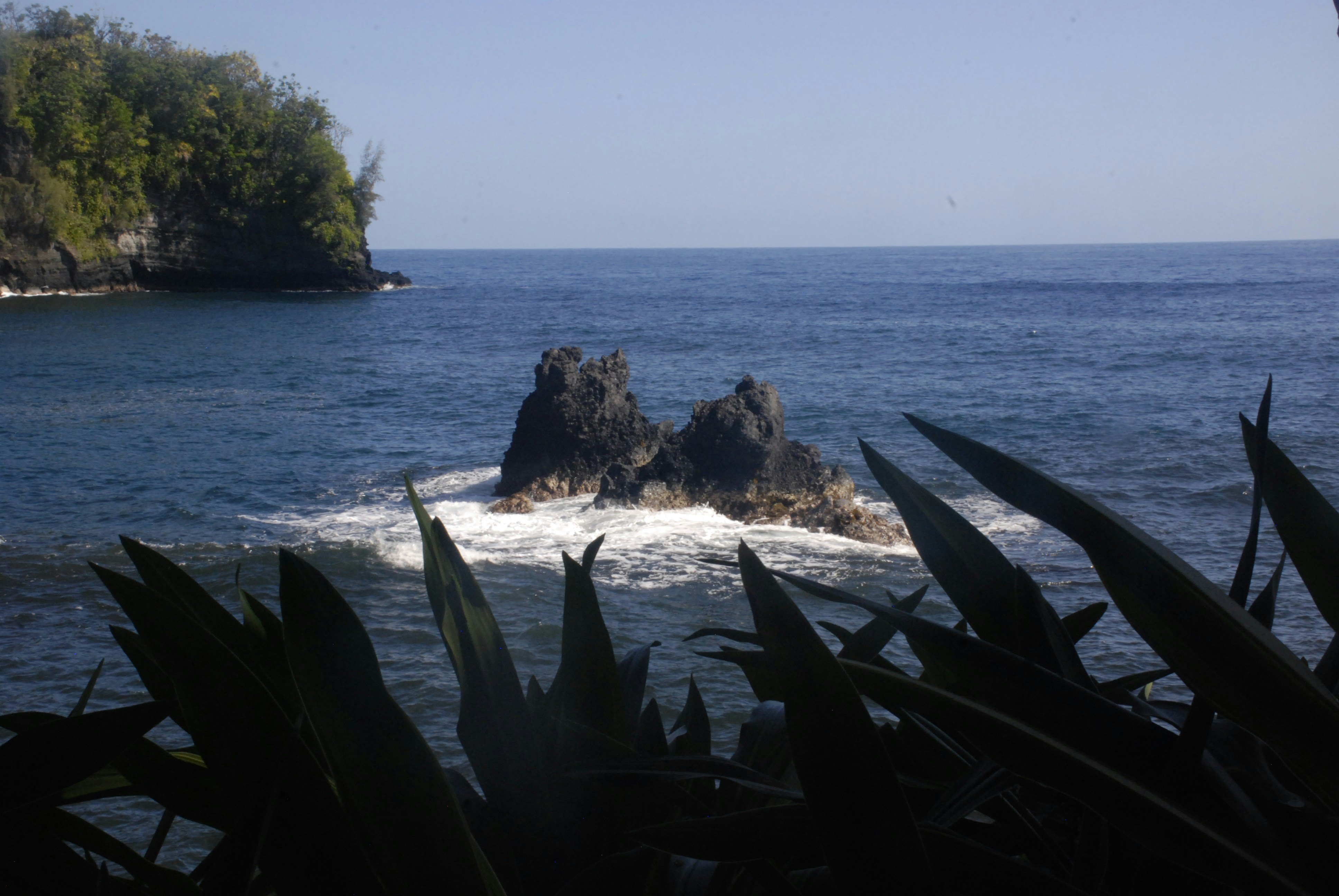 Silhouette Fronds Framing a Quiet Sea
