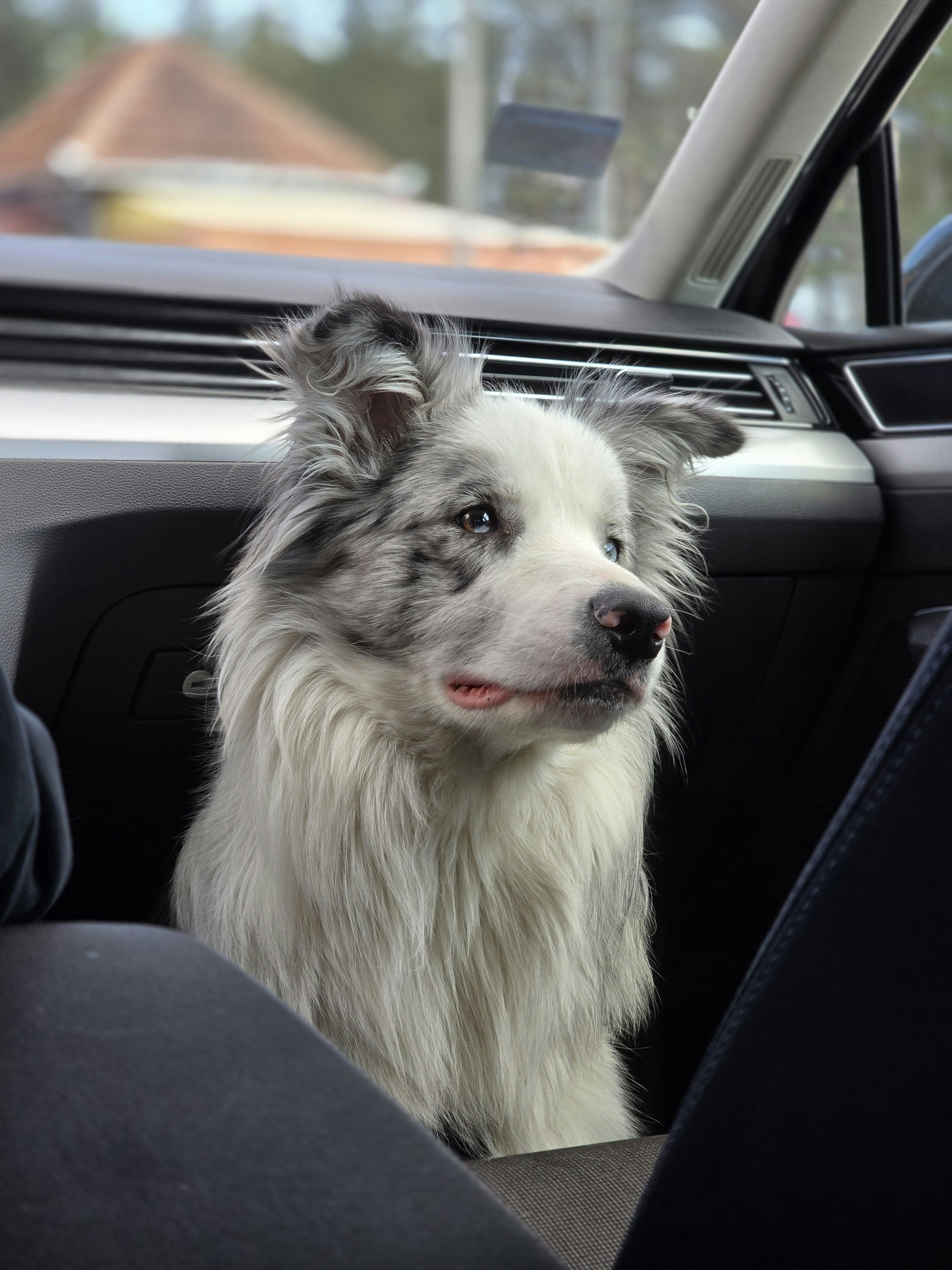 Border Collie in a Car - Gentle Gaze from the Front Seat