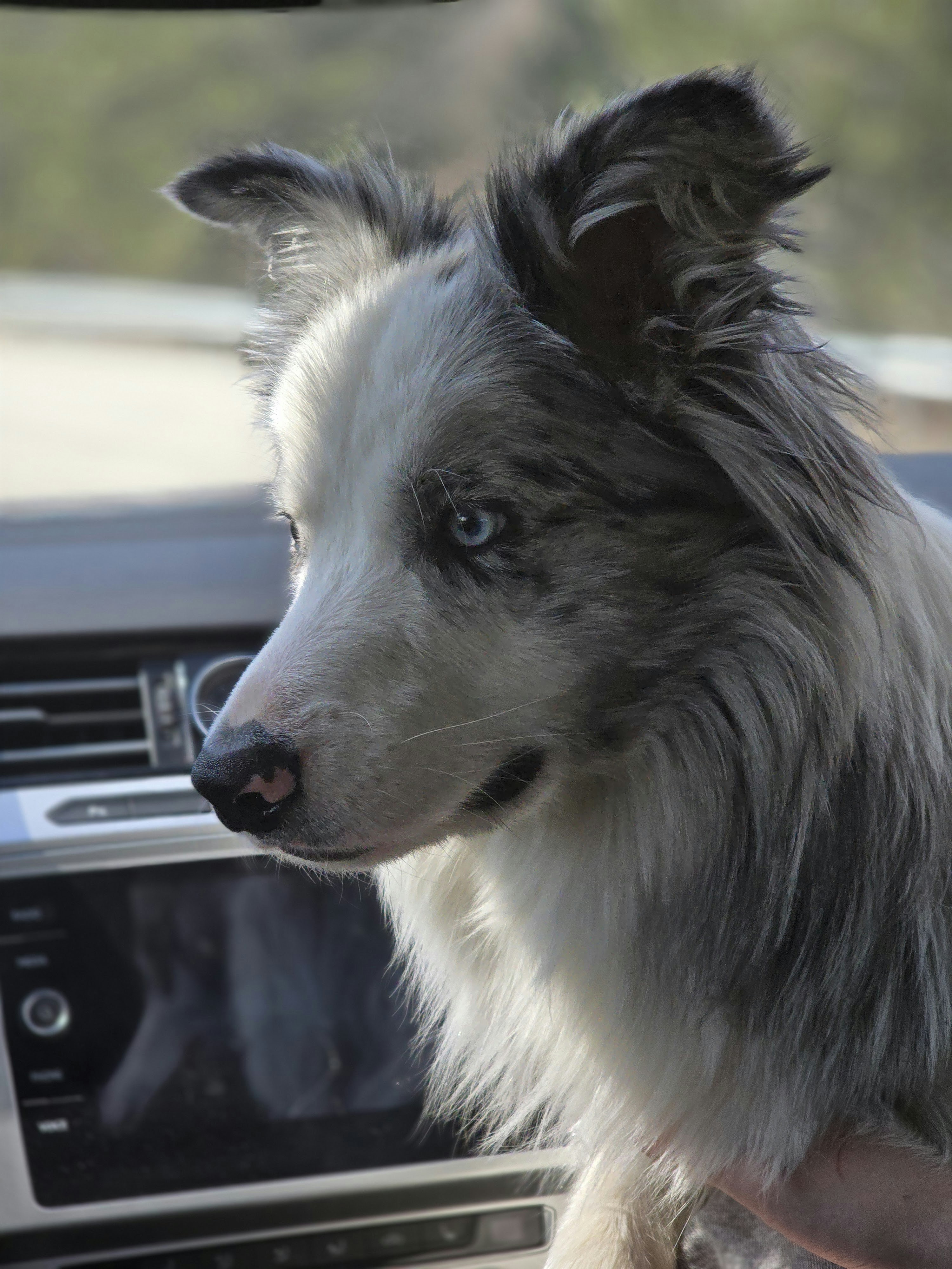Blue-eyed Border Collie in Car Interior