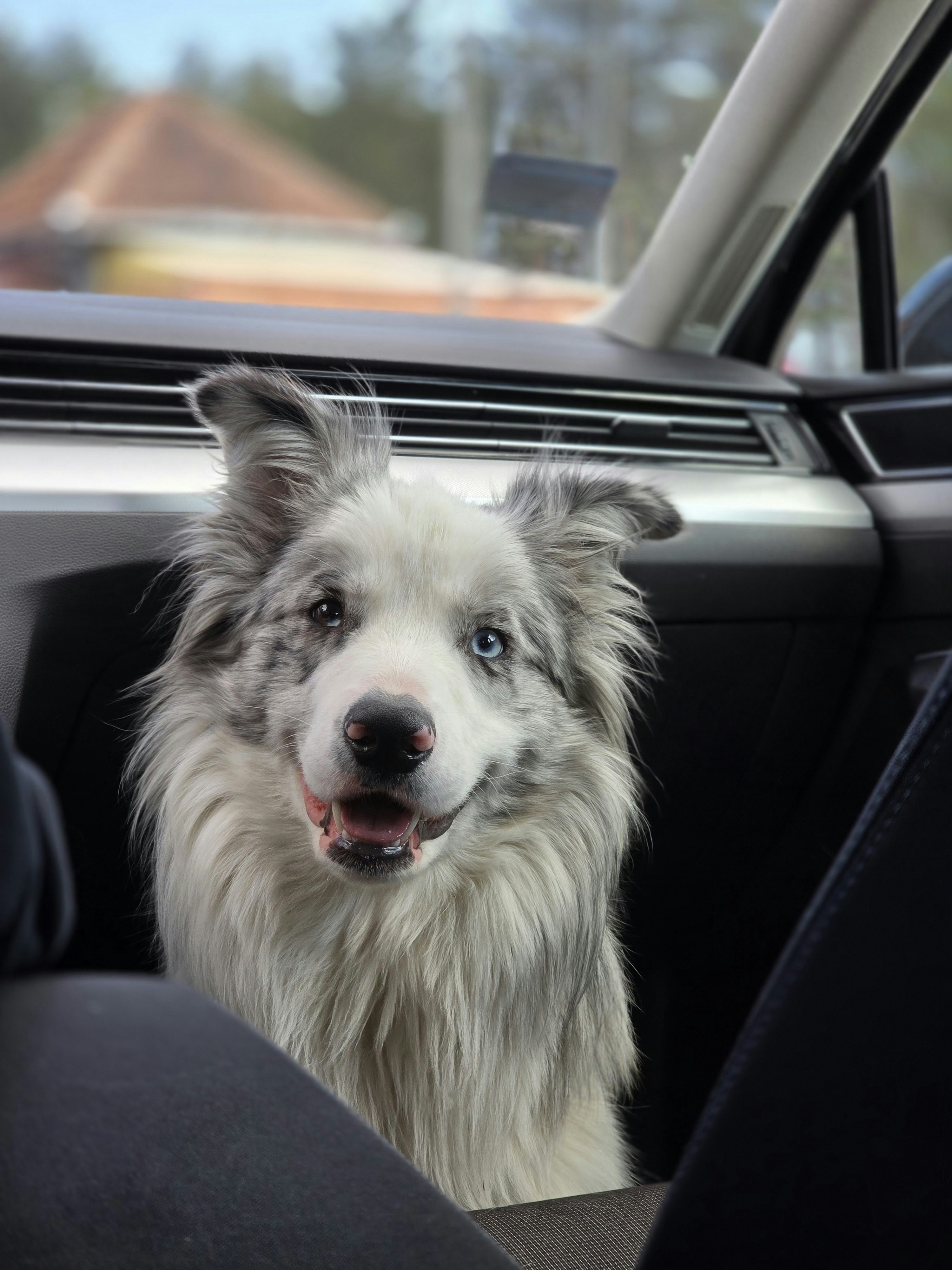 Smiling Border Collie Passenger in Sunlit Car