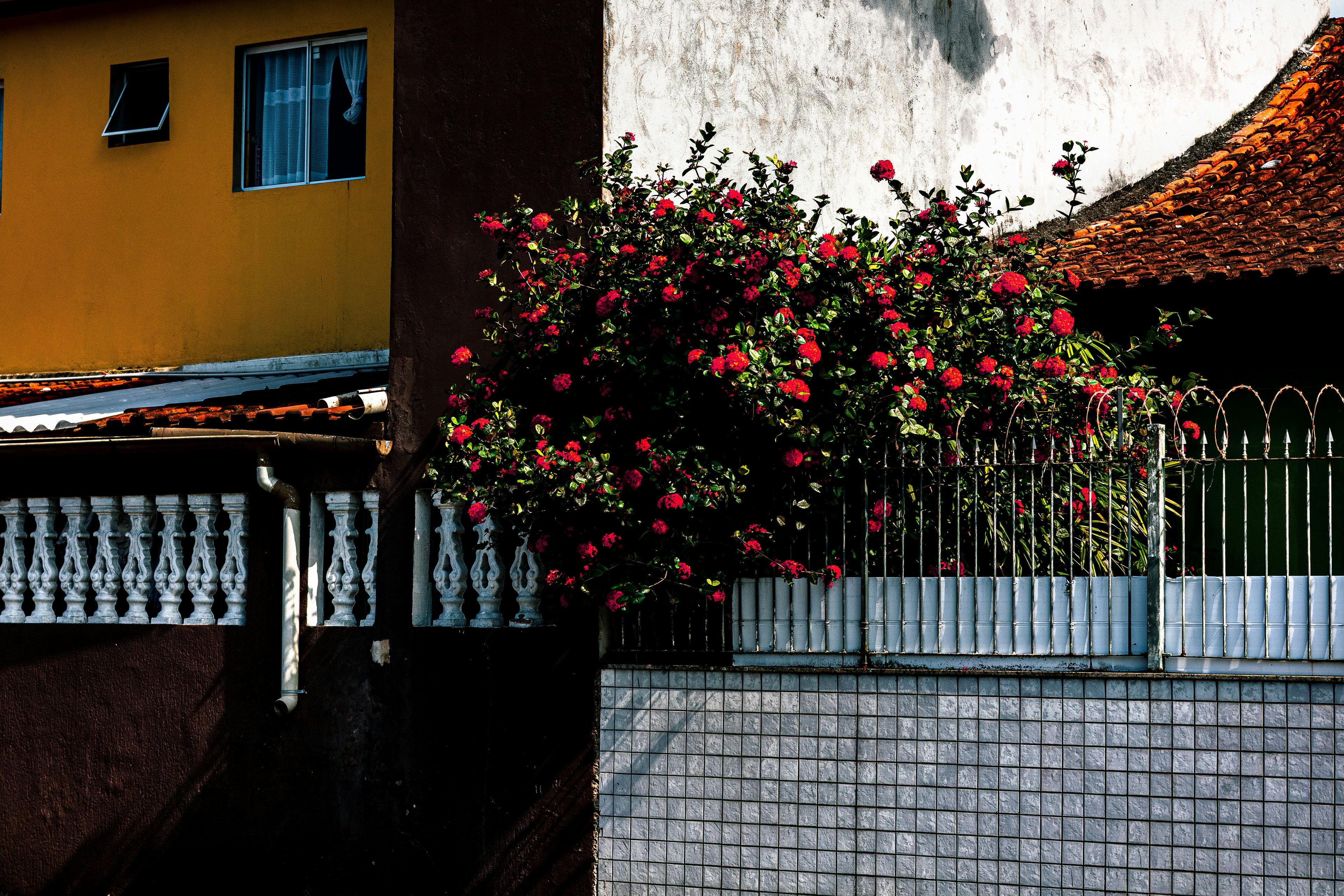 Bougainvillea Jewel Nestled Between Sunlit Walls