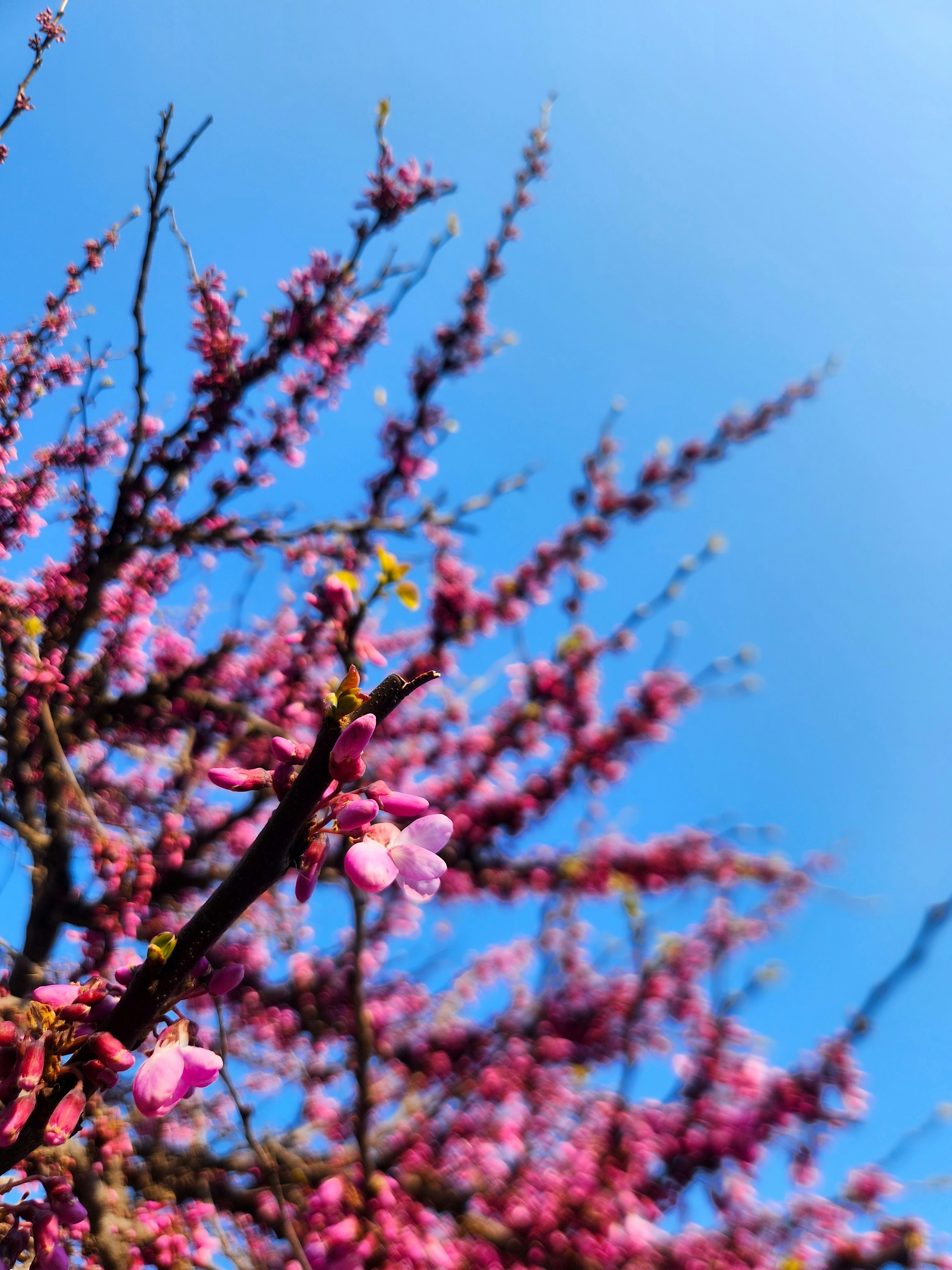 Blossoms Reaching for the Blue Sky