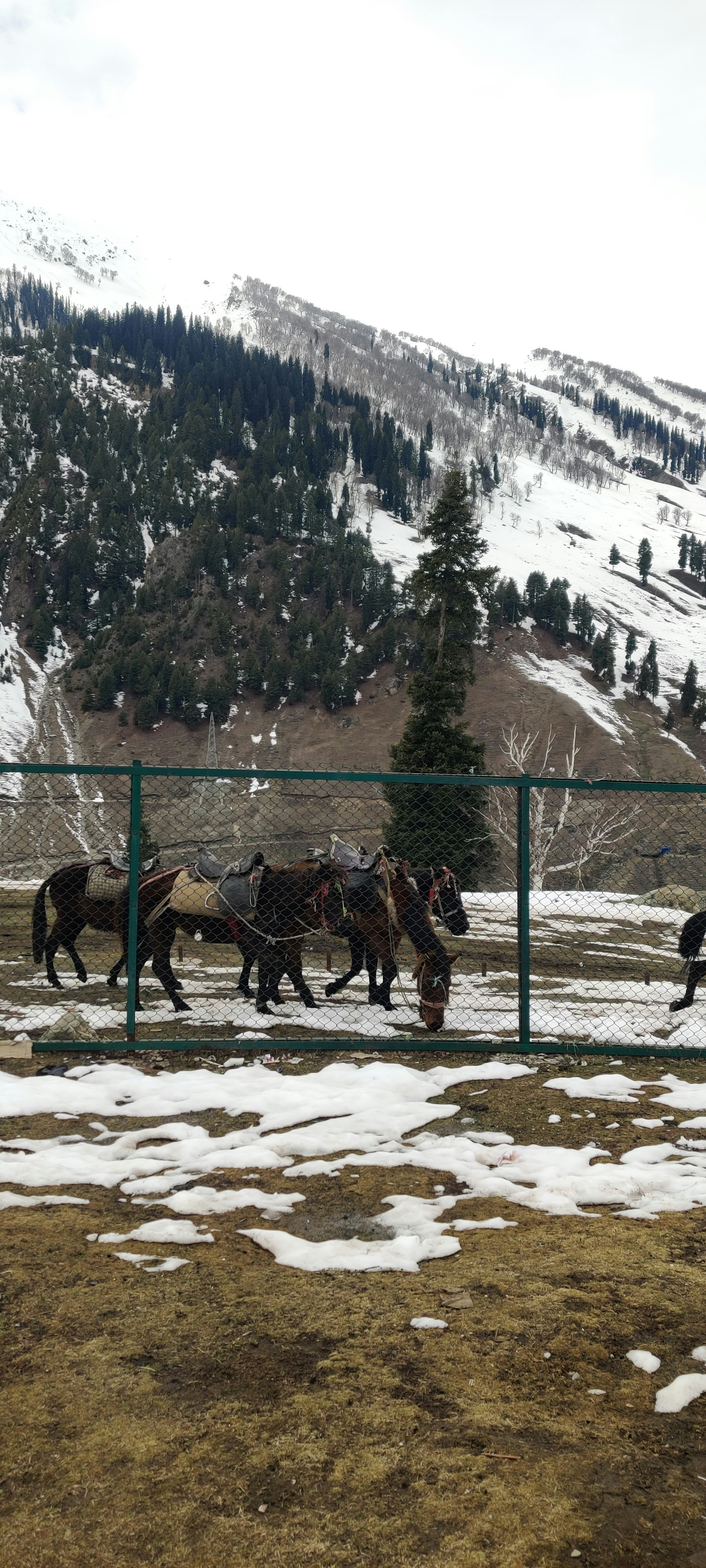 Horses at the Snow-Dusted Fence Under Mountain Pines