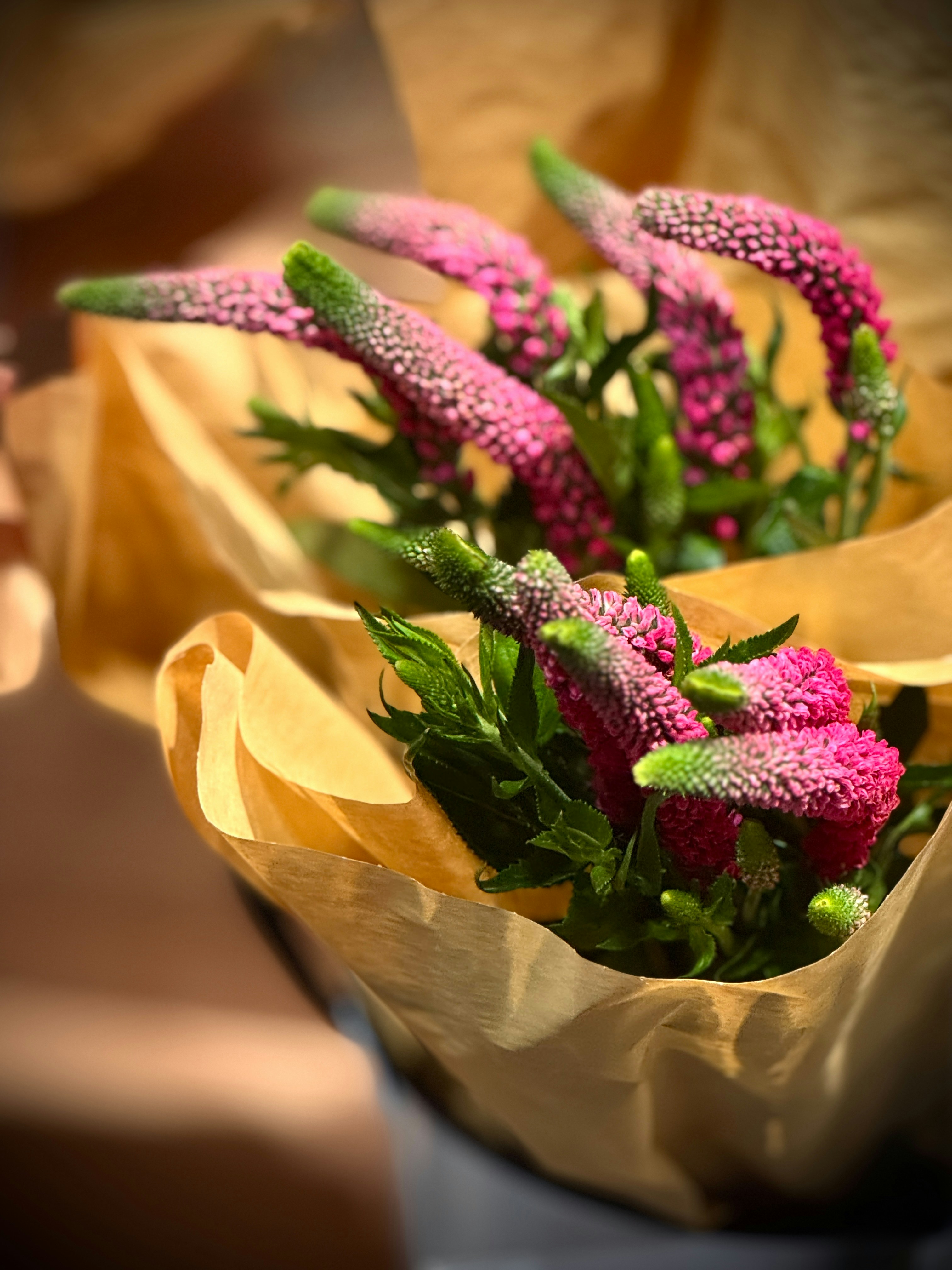 The bouquet of pink, pointed tips of spiked speedwell set them apart from many flowers. Their richly textured tips rise above glossy leaves.