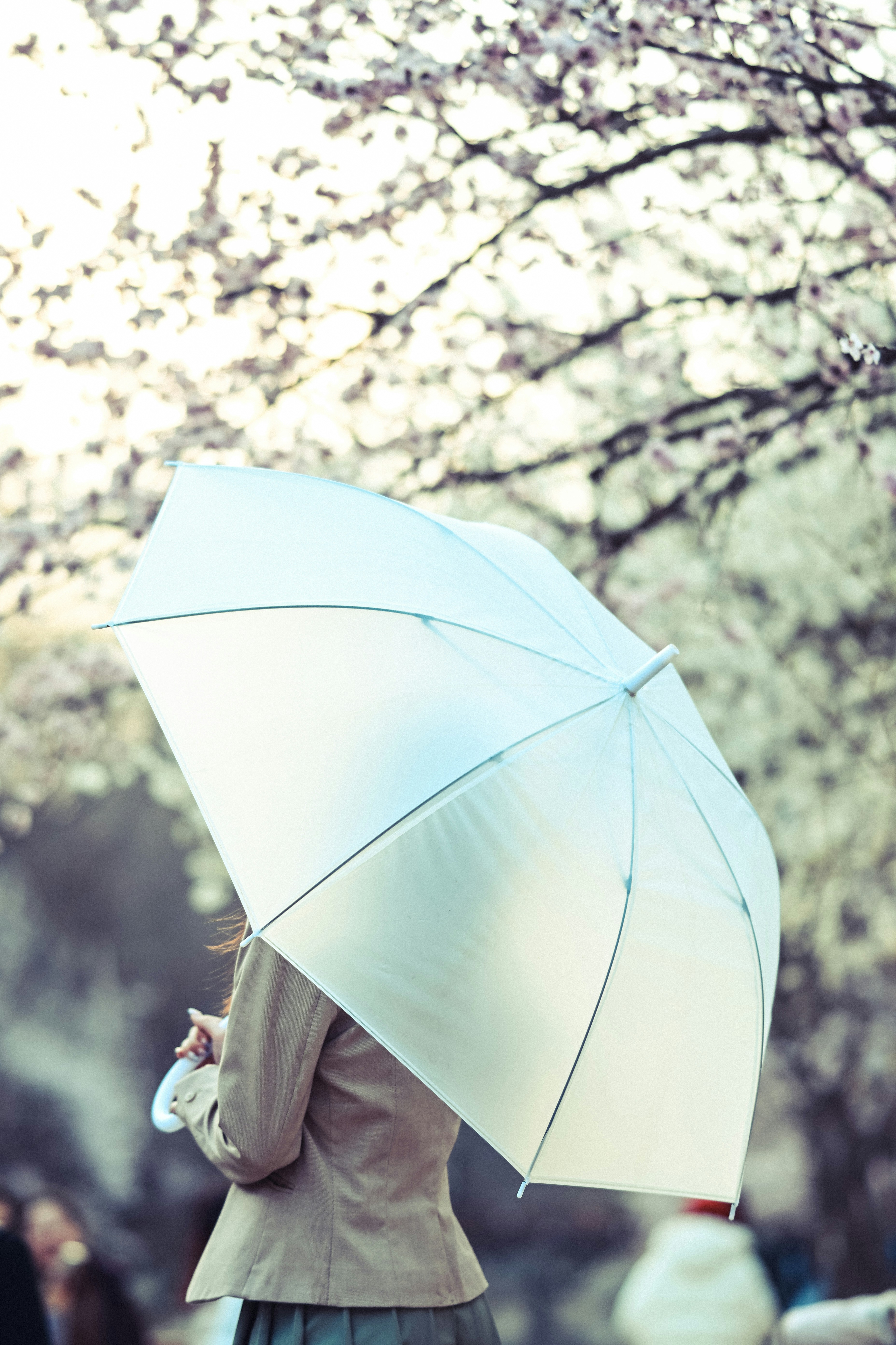 Umbrella in Bloom: A Quiet Moment Beneath Blossoms