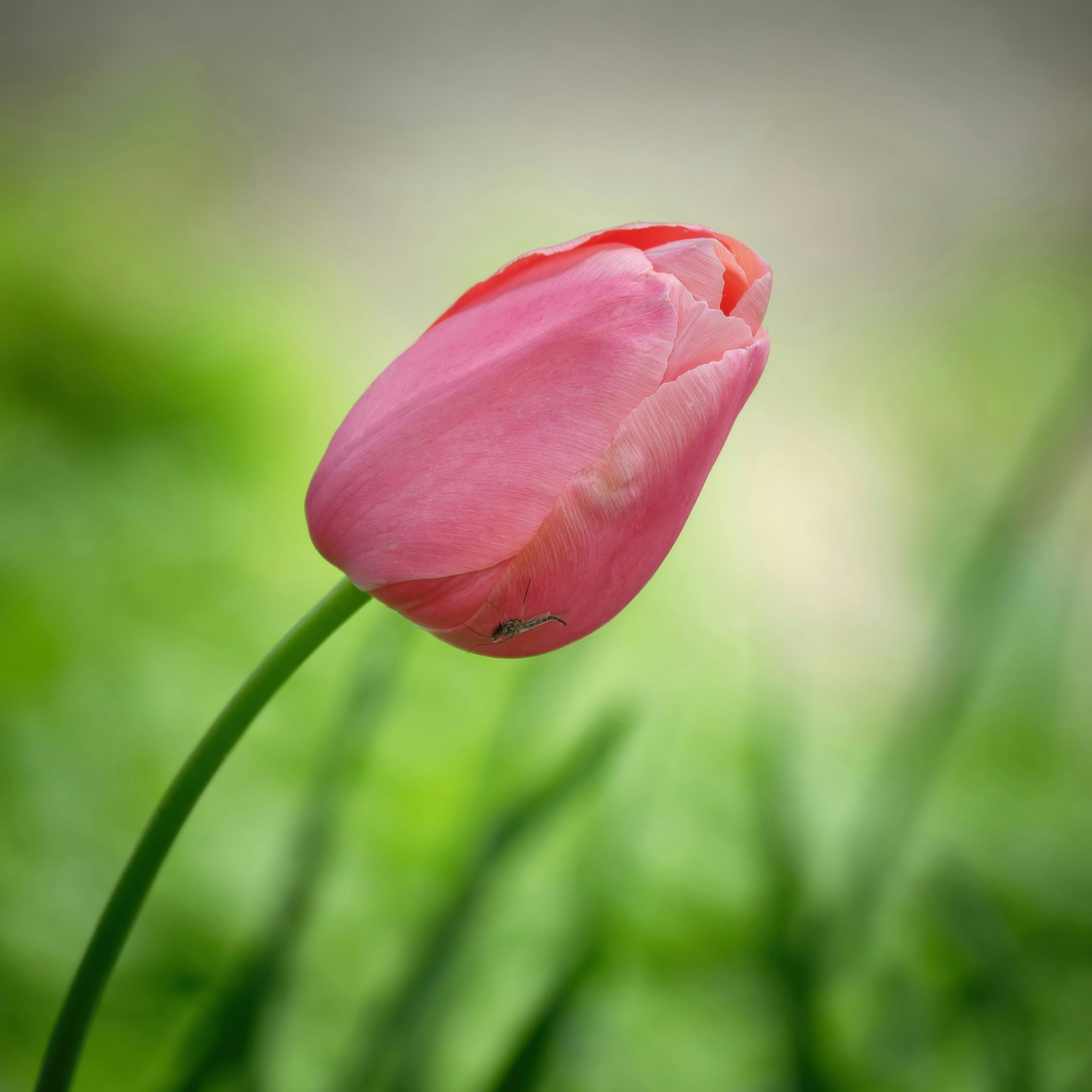 Pink Tulip in Soft Focus: A Gentle Portrait of Spring