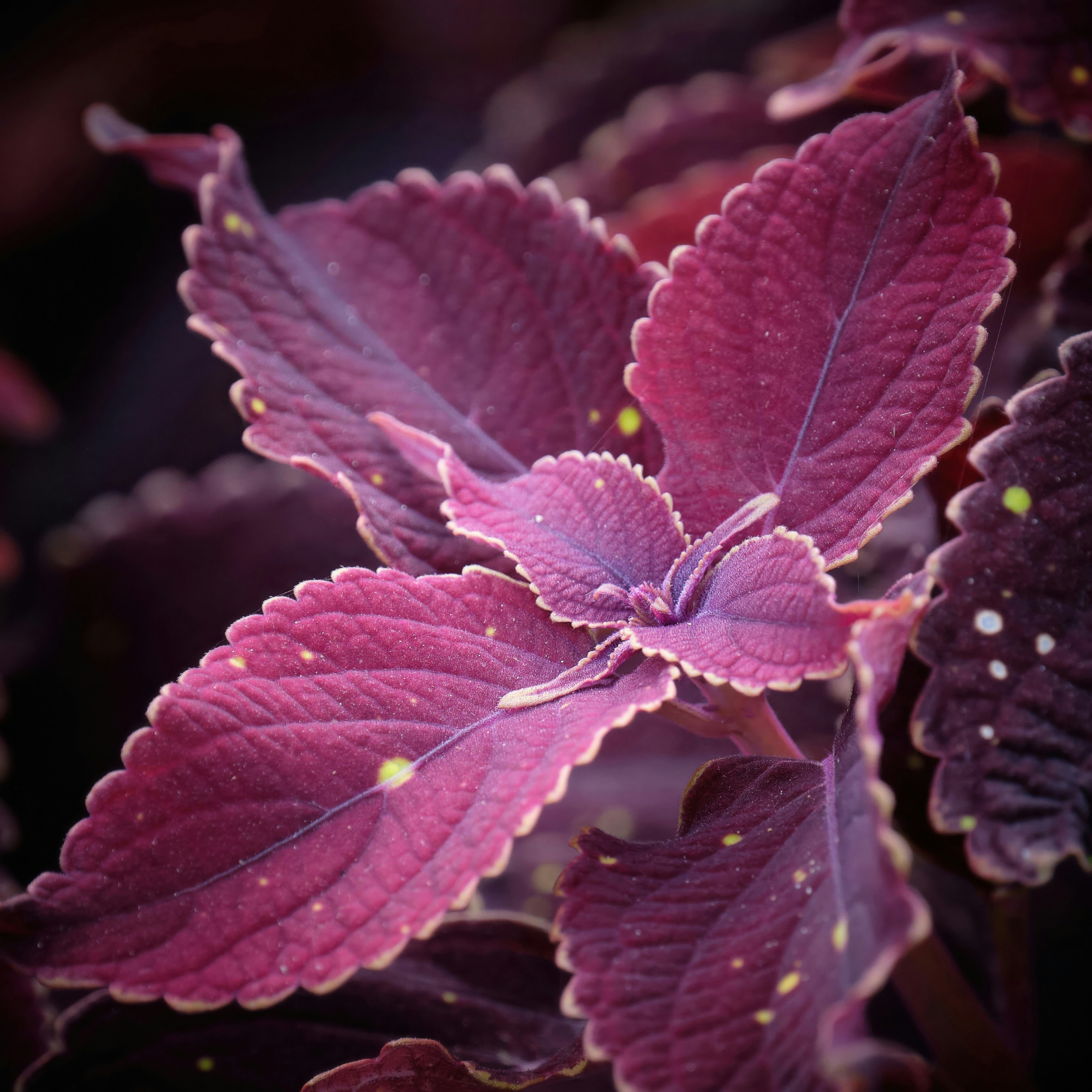 Crimson Vein: Close-Up of Purple Hosta Leaves