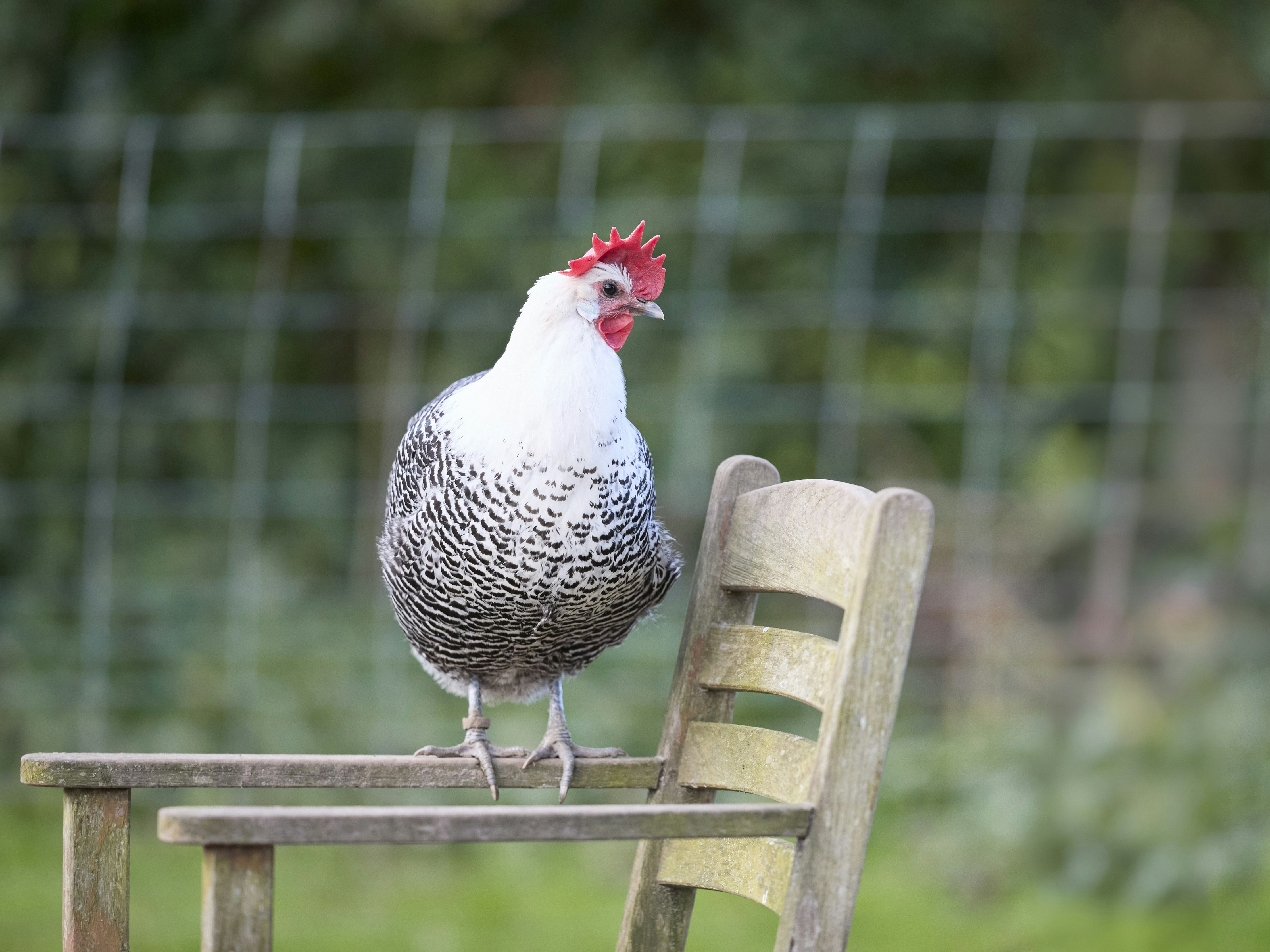 Red-Crested Rooster Guarding a Weathered Chair