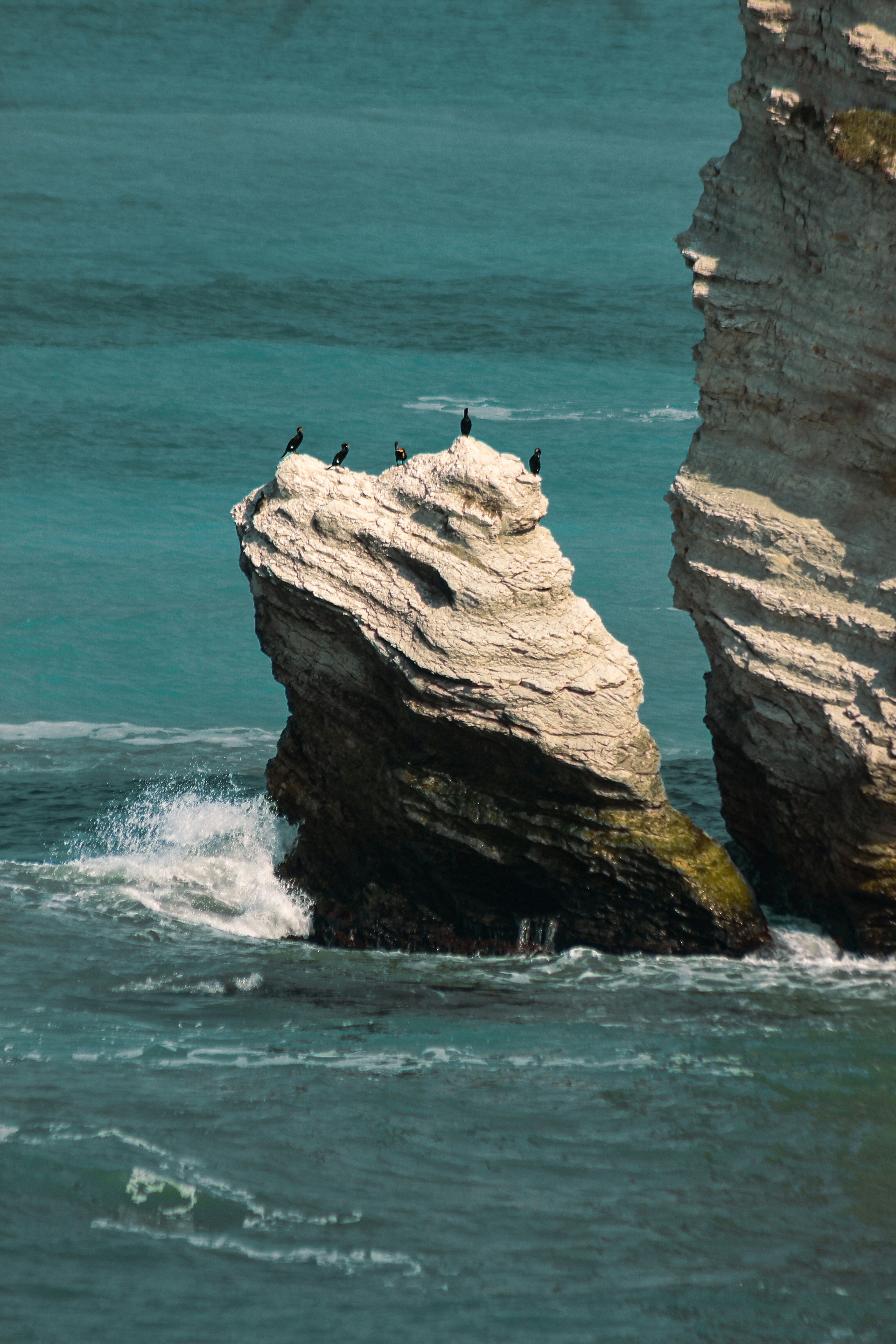 Sea-stack Sentinel: Birds perching atop weathered limestone