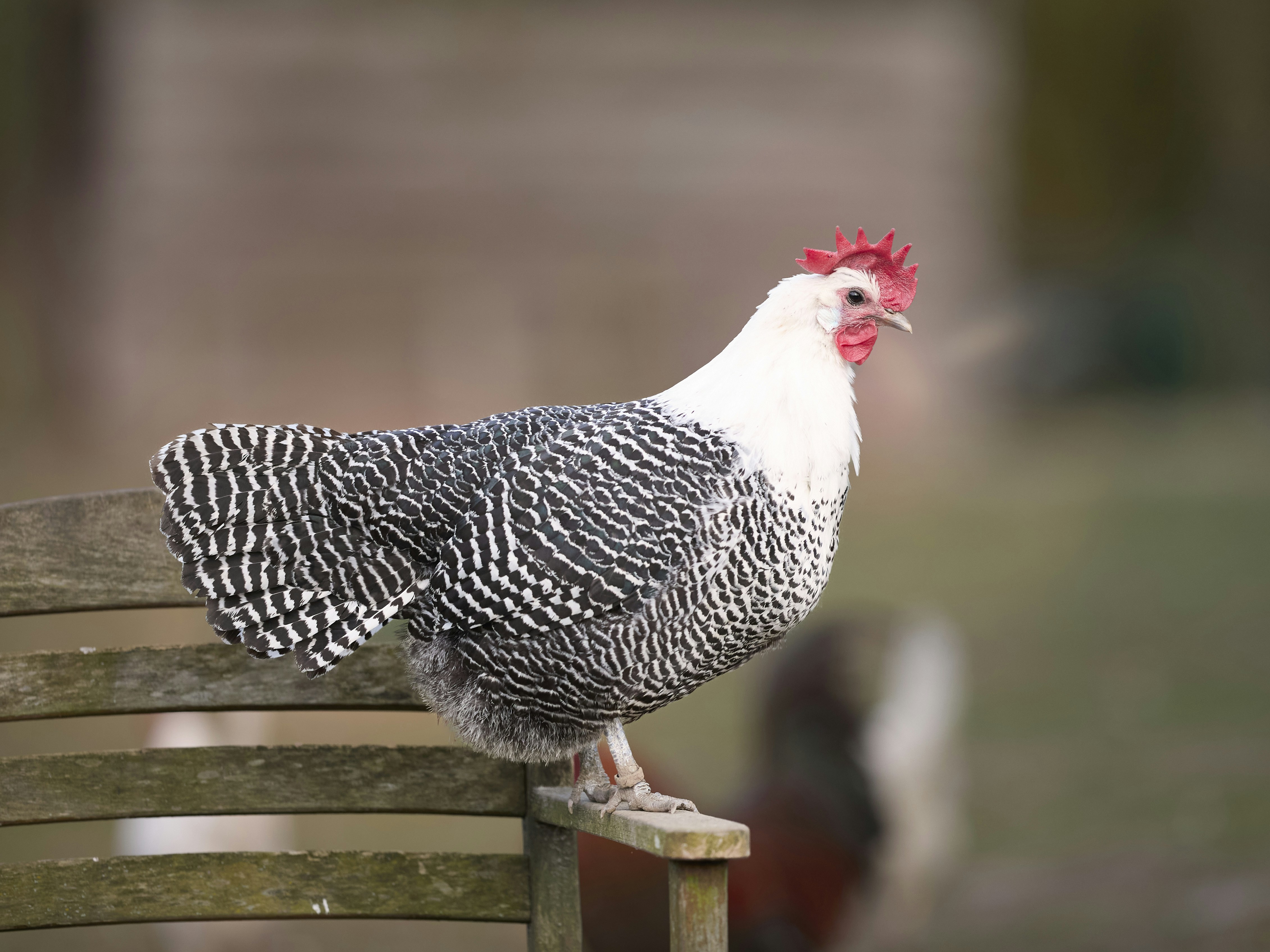 Cooped Spot: A White-Crested Hen Guarding the Fence