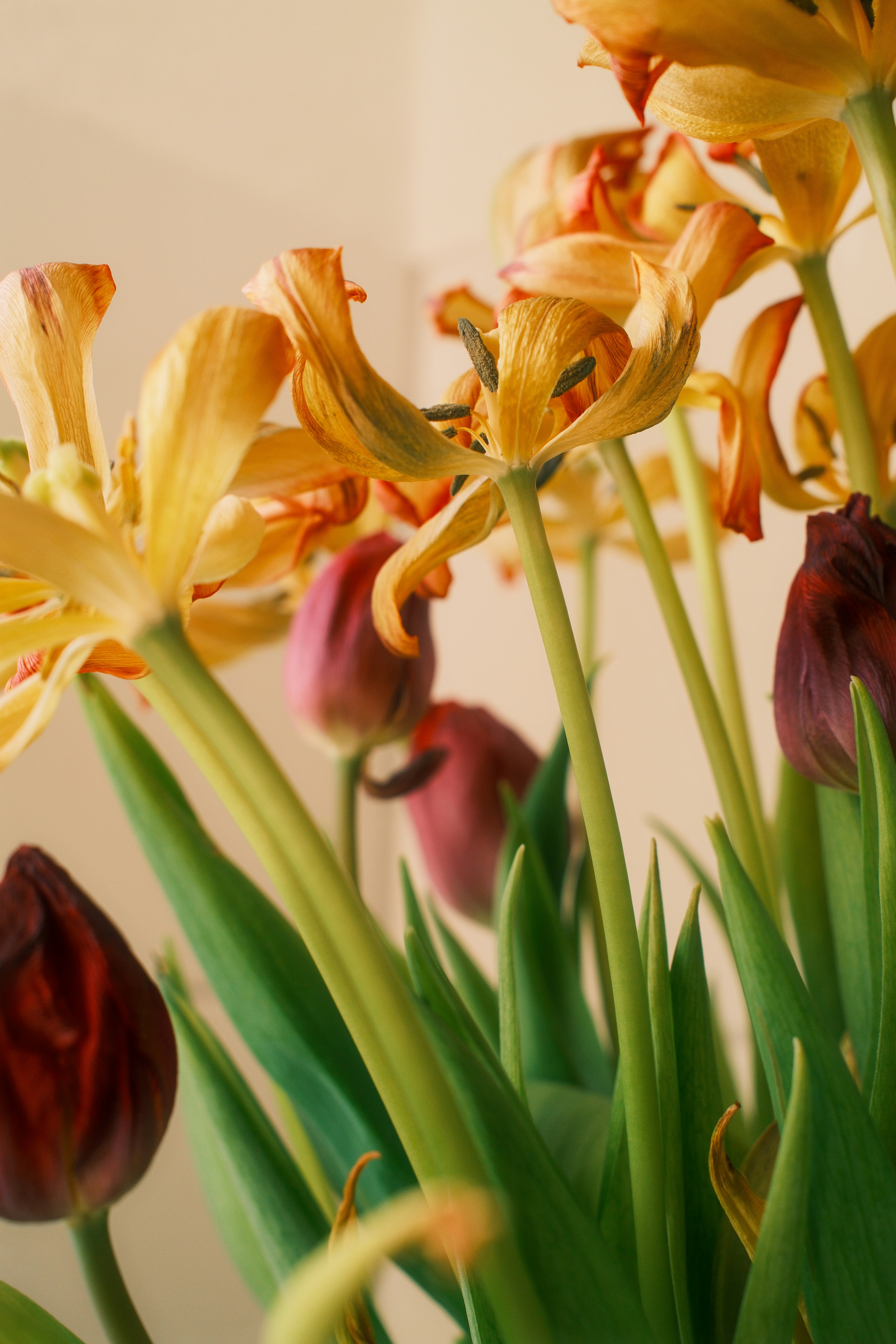 Amber Cupido: Tulips in Soft Focus Afterglow