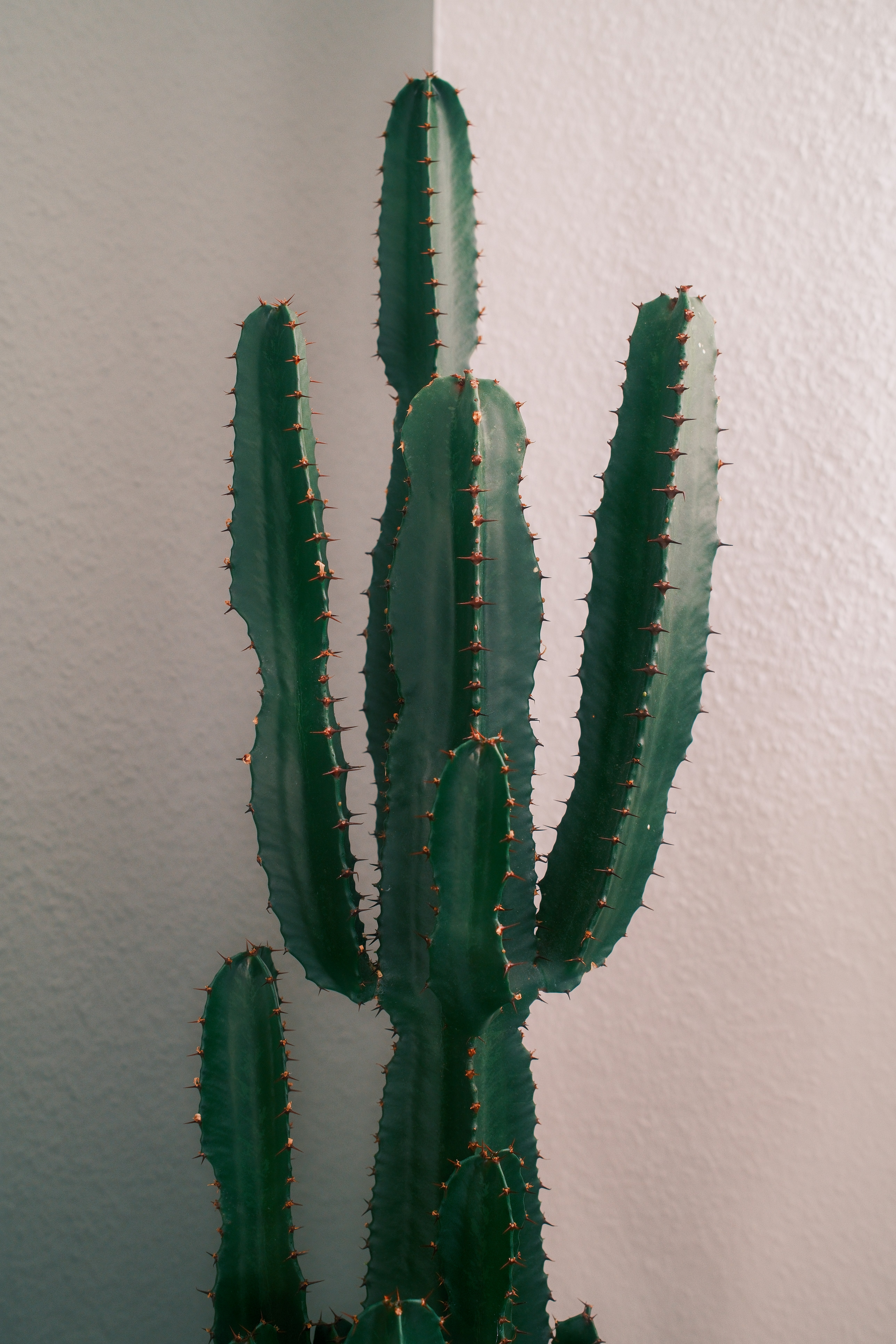 Desert Sentinel: A Tall Cactus Reaching Toward Soft Indoor Light