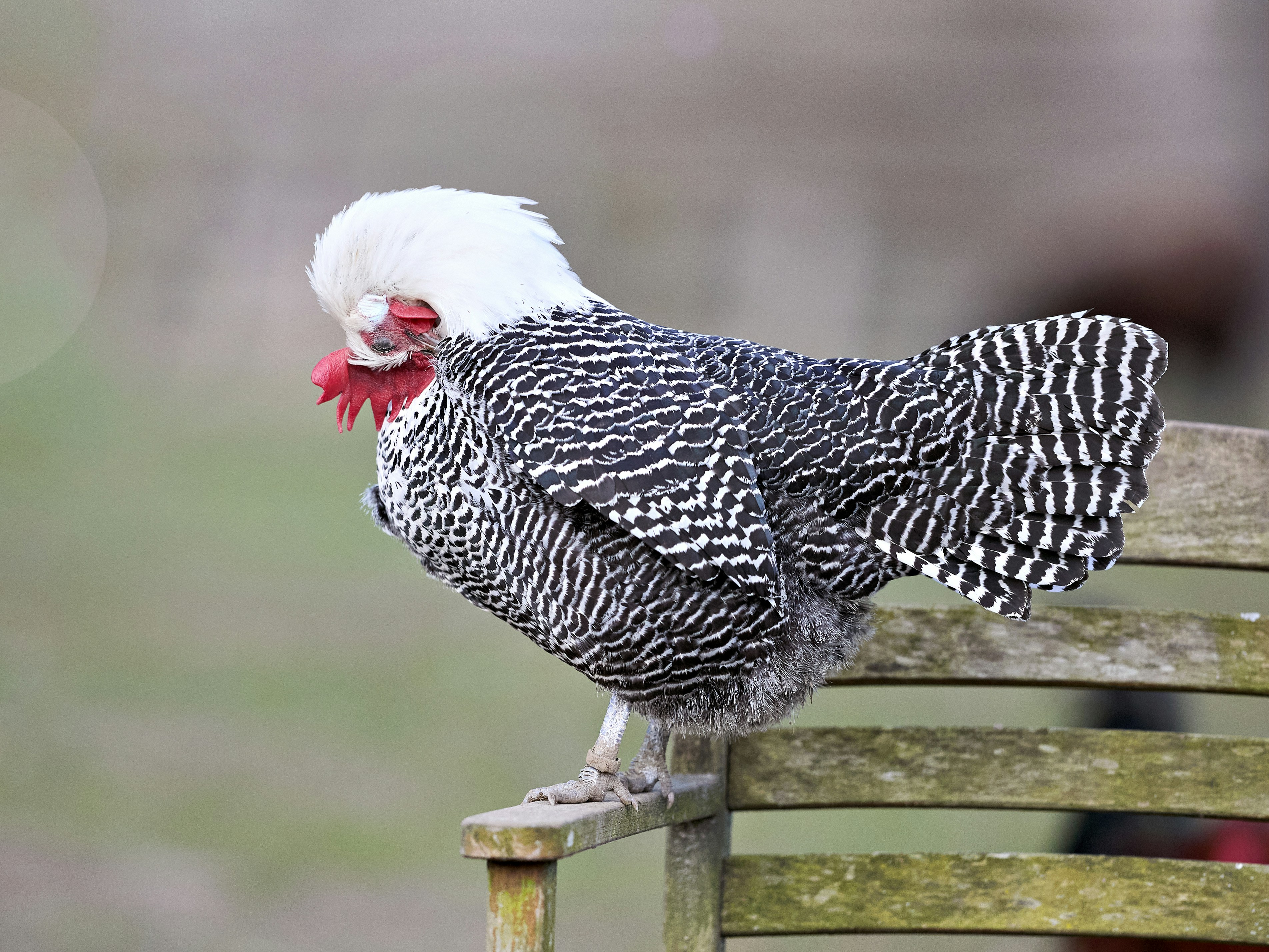 Barred Hen Perched on a Weathered Bench