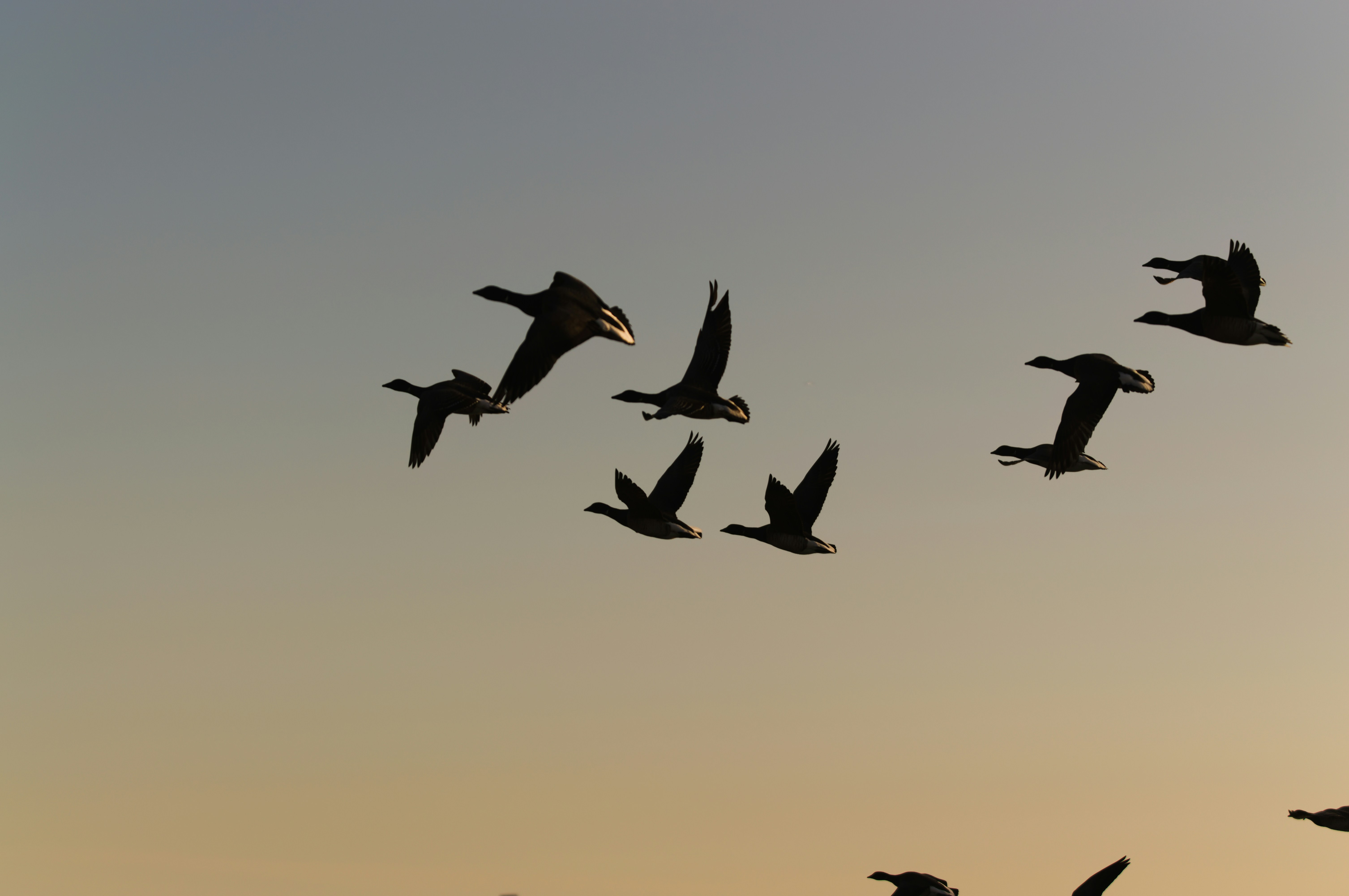 Silhouetted Flock Beneath the Dusk Sky