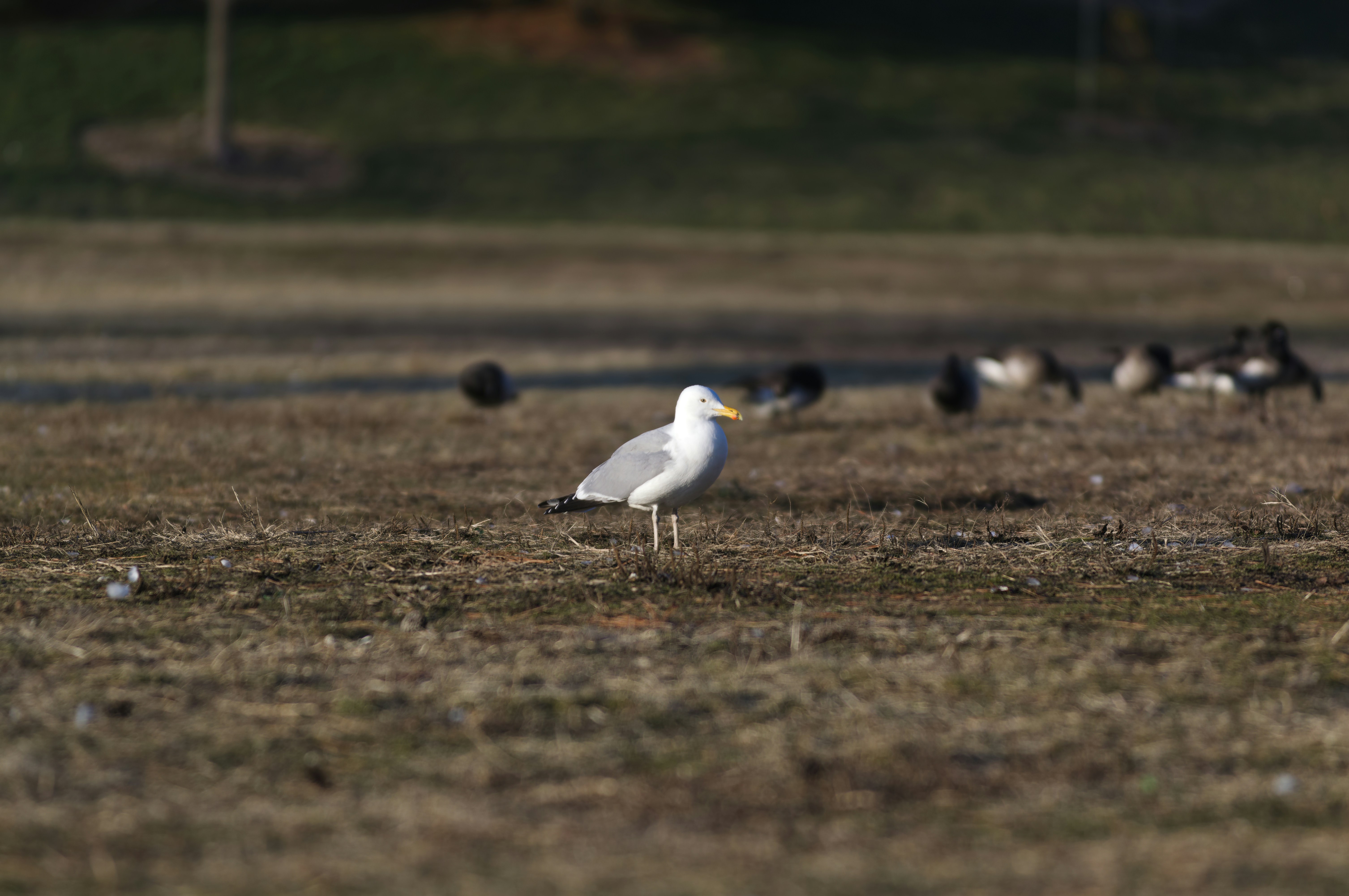 Center Stage Seagull on a Parched Field with Distant Flock