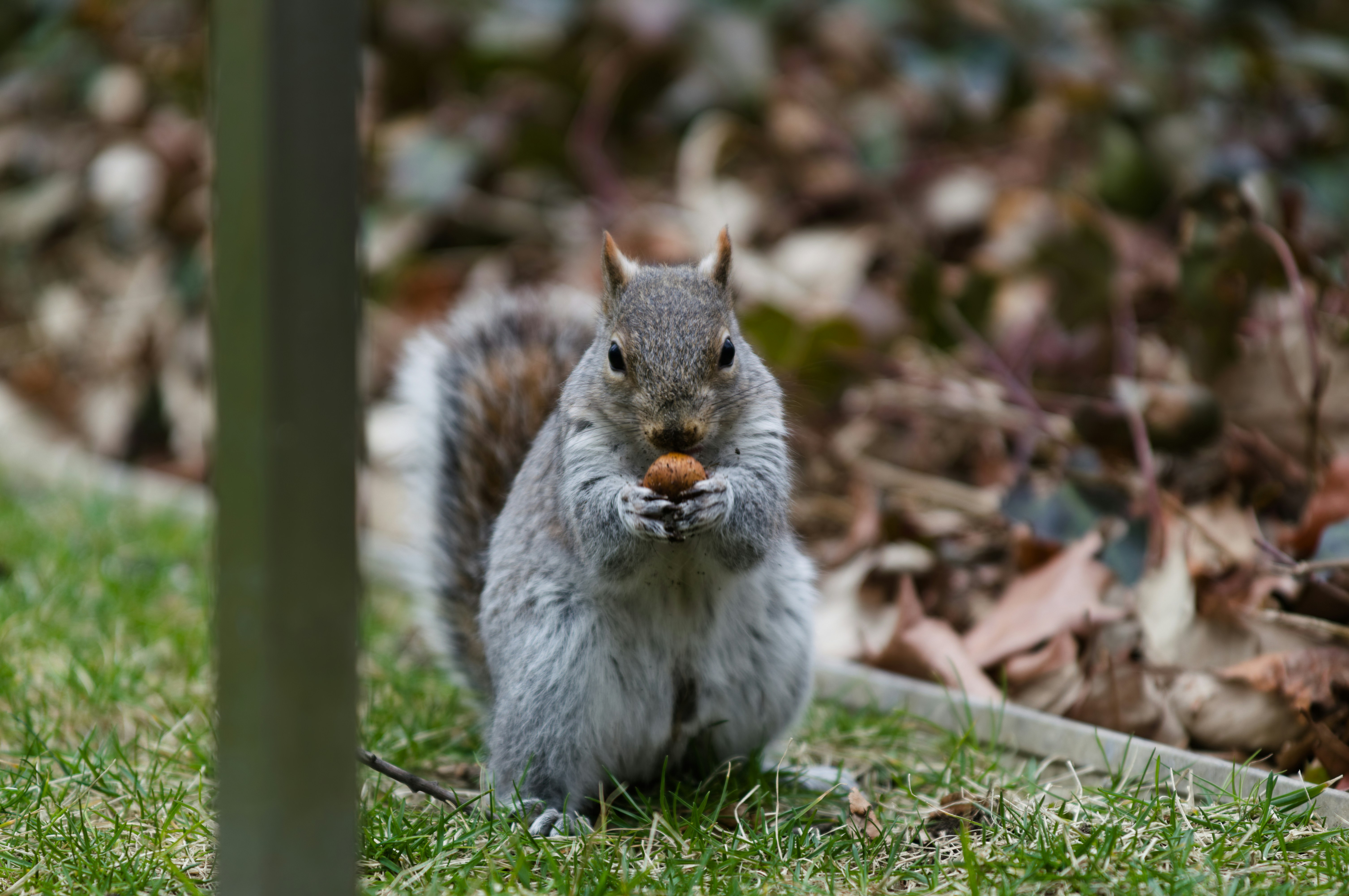 Midday Nut Break: A Curious Squirrel Shares a Quiet Spring Moment