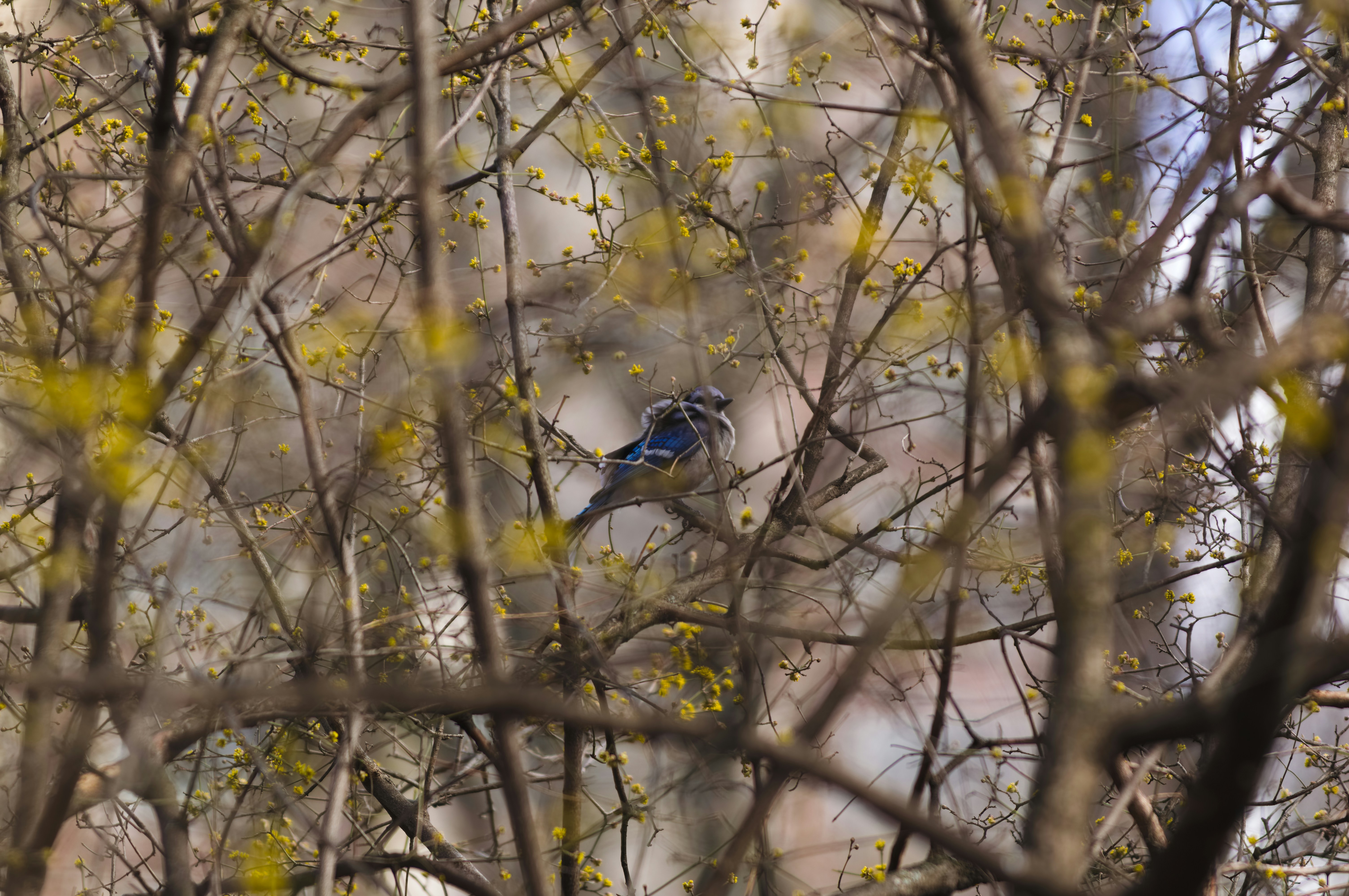 Blue Tit in a Golden Spring Tangle